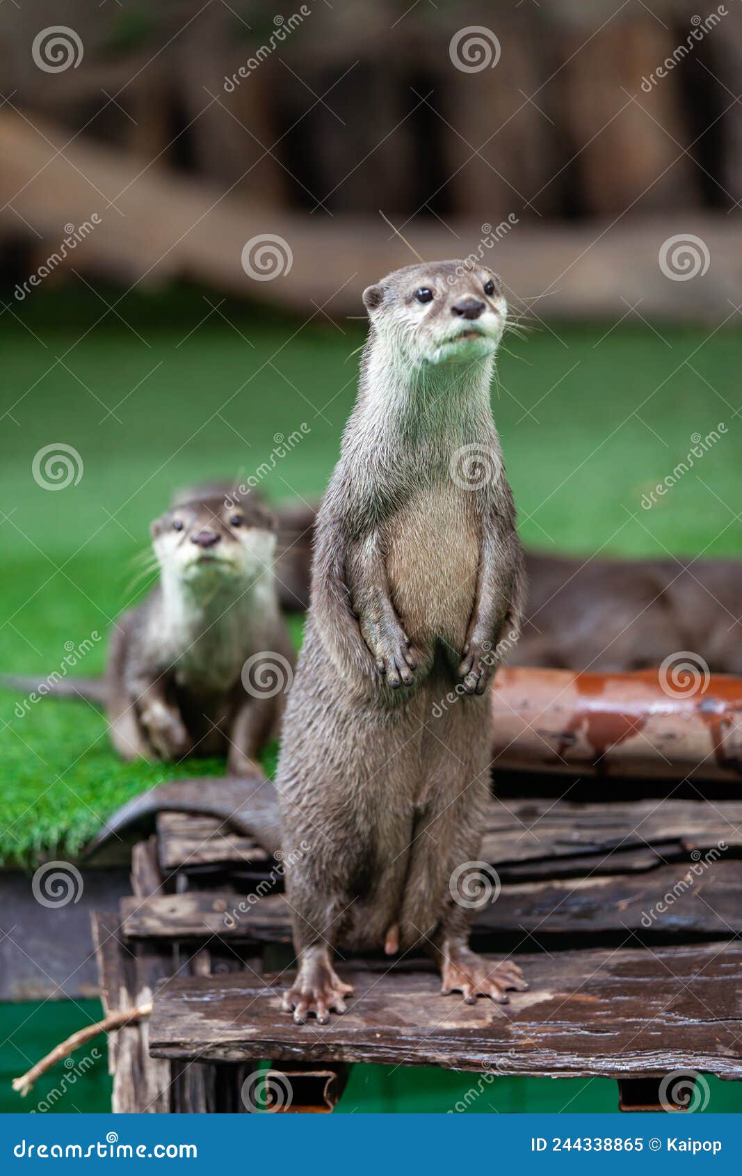 Oriental Small-clawed Otter, Asian Small-clawed Otter Stock Image ...