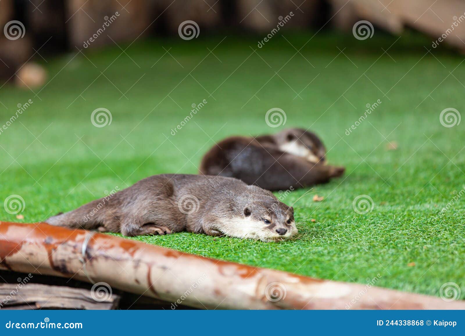 Oriental Small-clawed Otter, Asian Small-clawed Otter Stock Photo ...