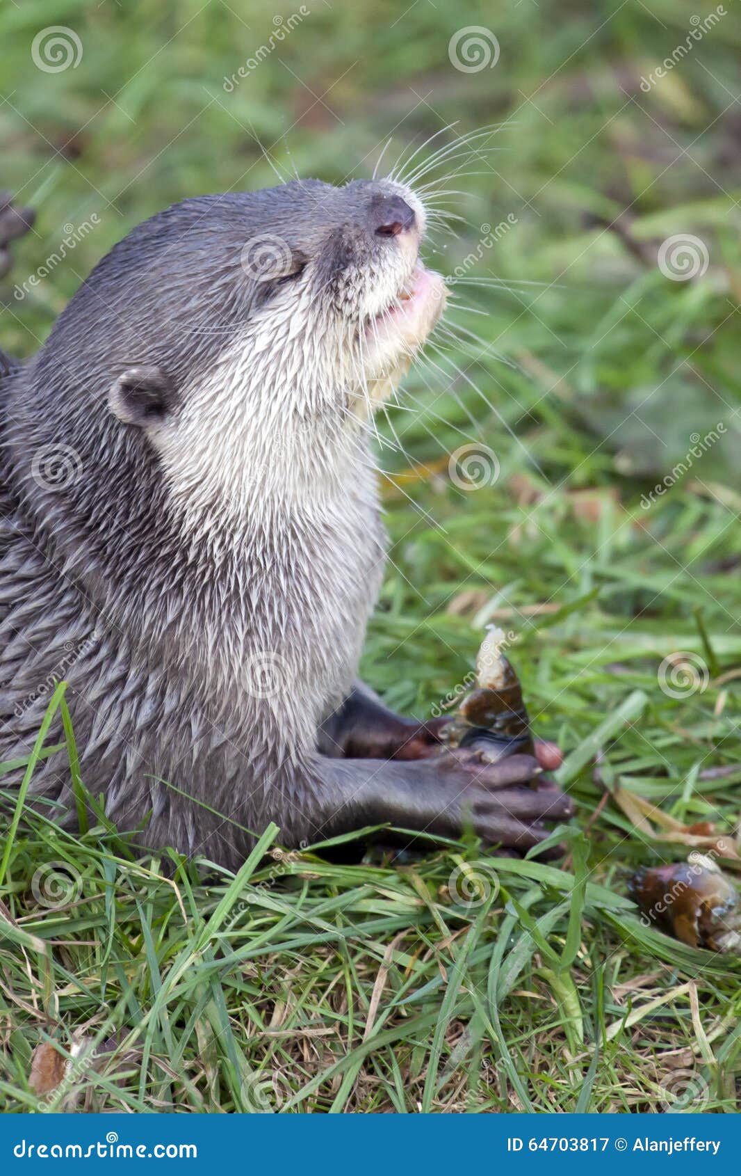 Oriental Small Clawed Otter Stock Image - Image of food, clawed: 64703817