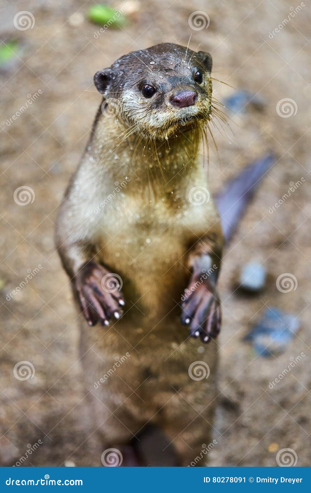 Oriental Small-Clawed Otter Stock Image - Image of carnivore ...