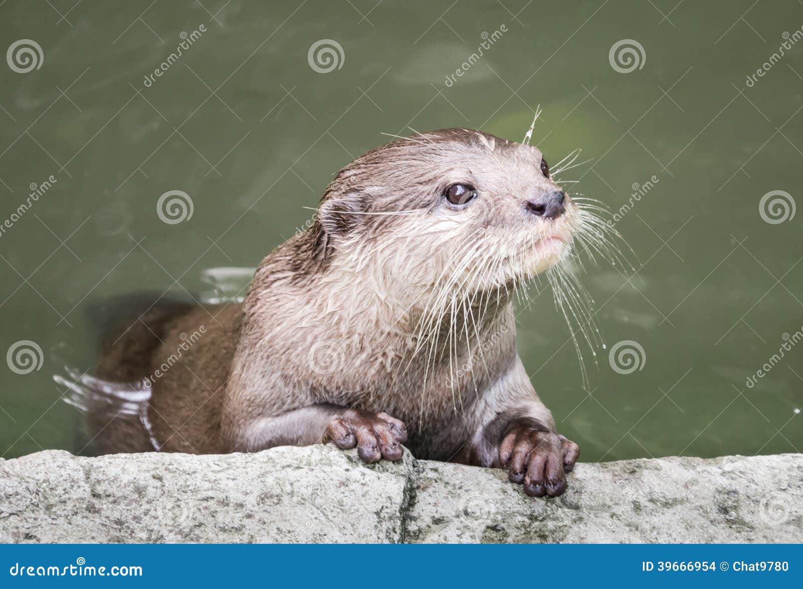 Oriental Small-clawed Otter Stock Photo - Image of nature, mammal: 39666954