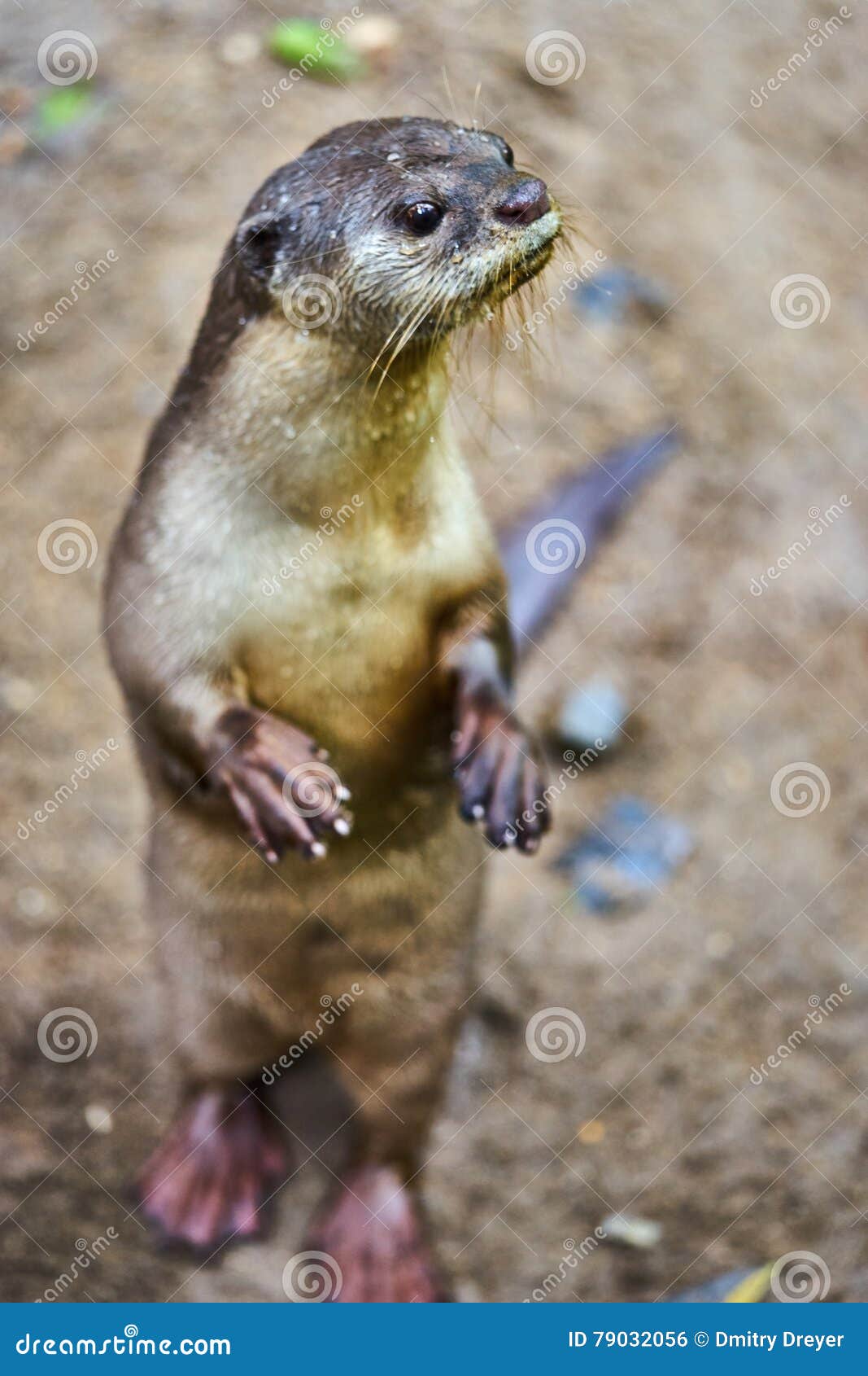 Oriental Small-Clawed Otter Stock Photo - Image of river, otter: 79032056