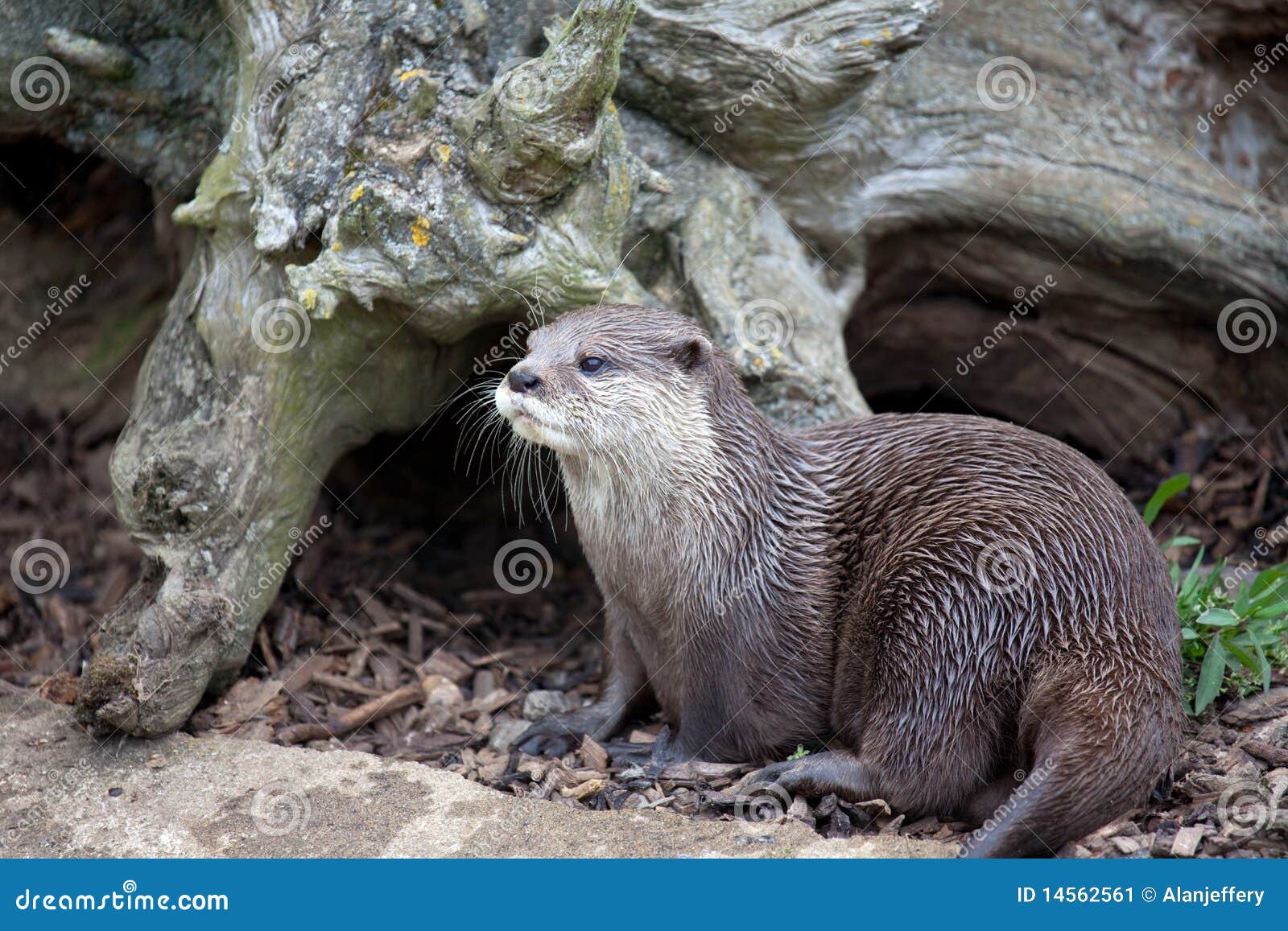 Oriental Small-Clawed Otter by Tree Stump Stock Image - Image of east ...
