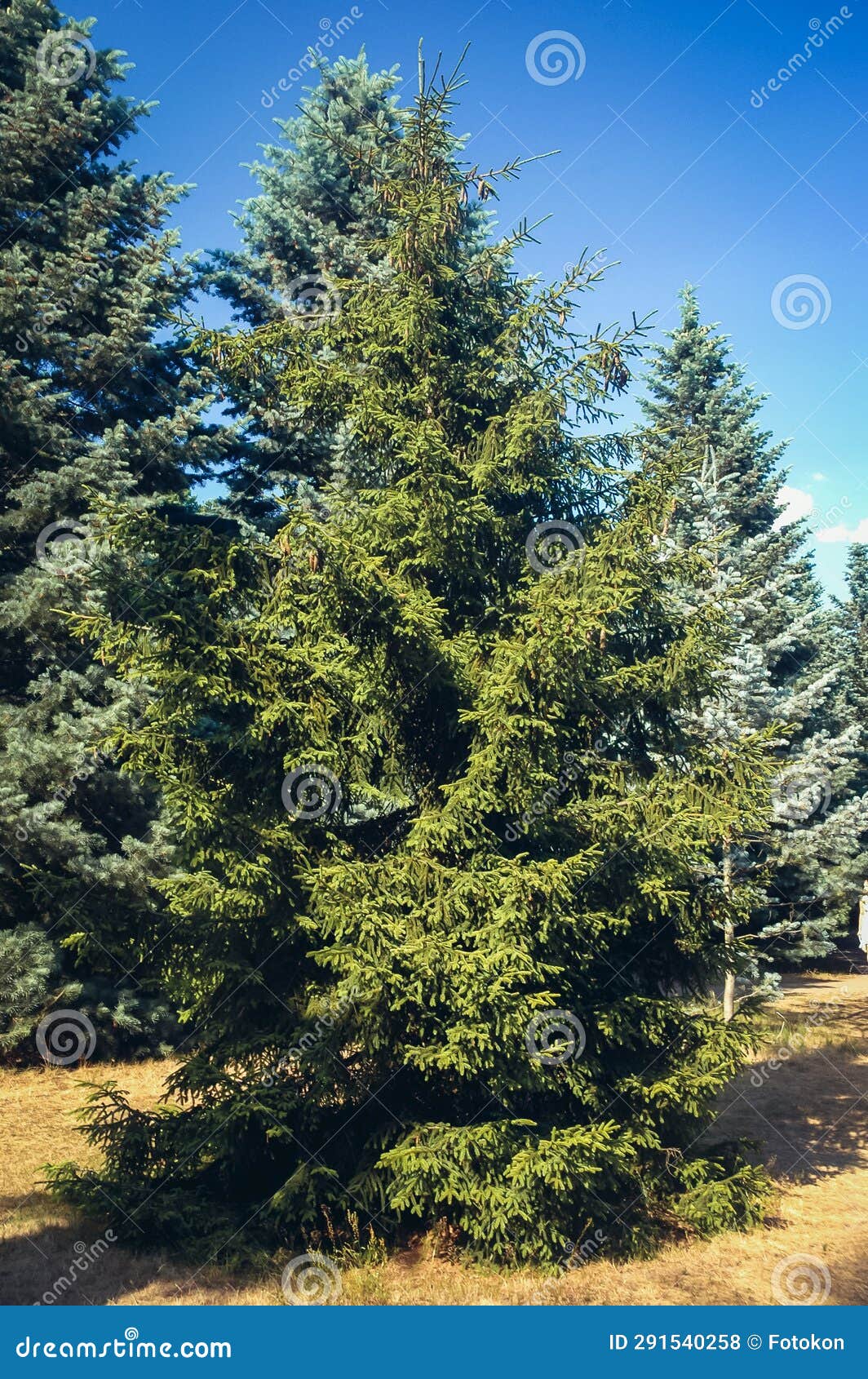 Oriental spruce tree stock photo. Image of orientalis - 291540258