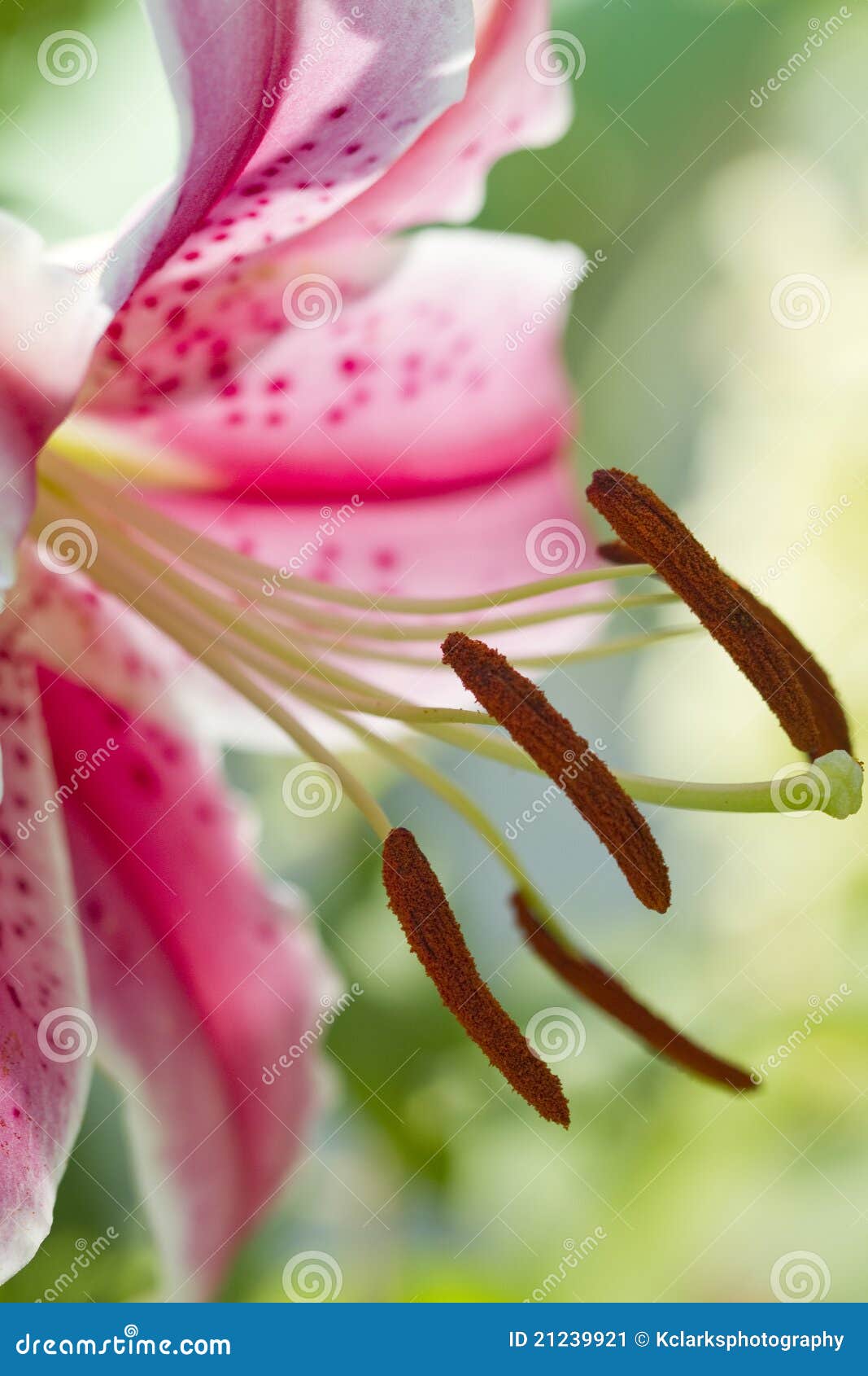 Oriental Stargazer Lily - Lilium Stock Image - Image of flowers, bulbs ...