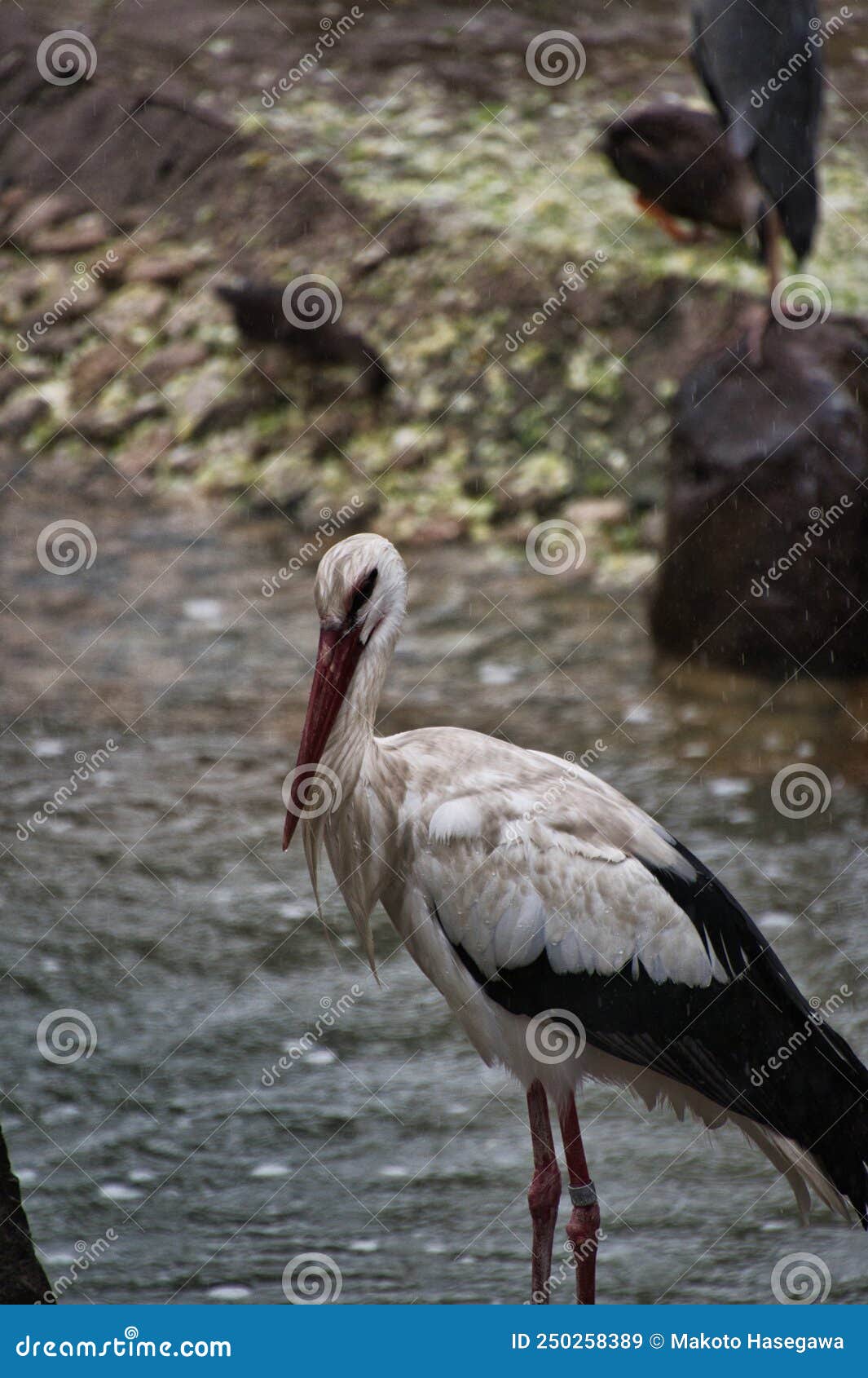 An Oriental Stork Resting on the Shallow. Osaka Japan Stock Image ...