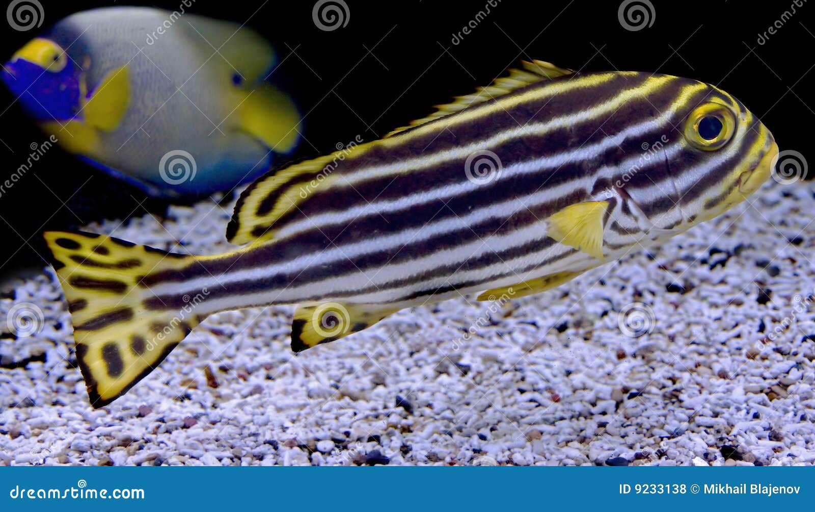 Oriental sweetlips fish 1 stock photo. Image of algae - 9233138