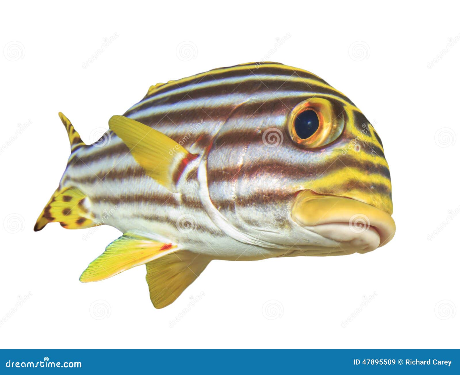 Oriental Sweetlips fish stock image. Image of angelfish - 47895509