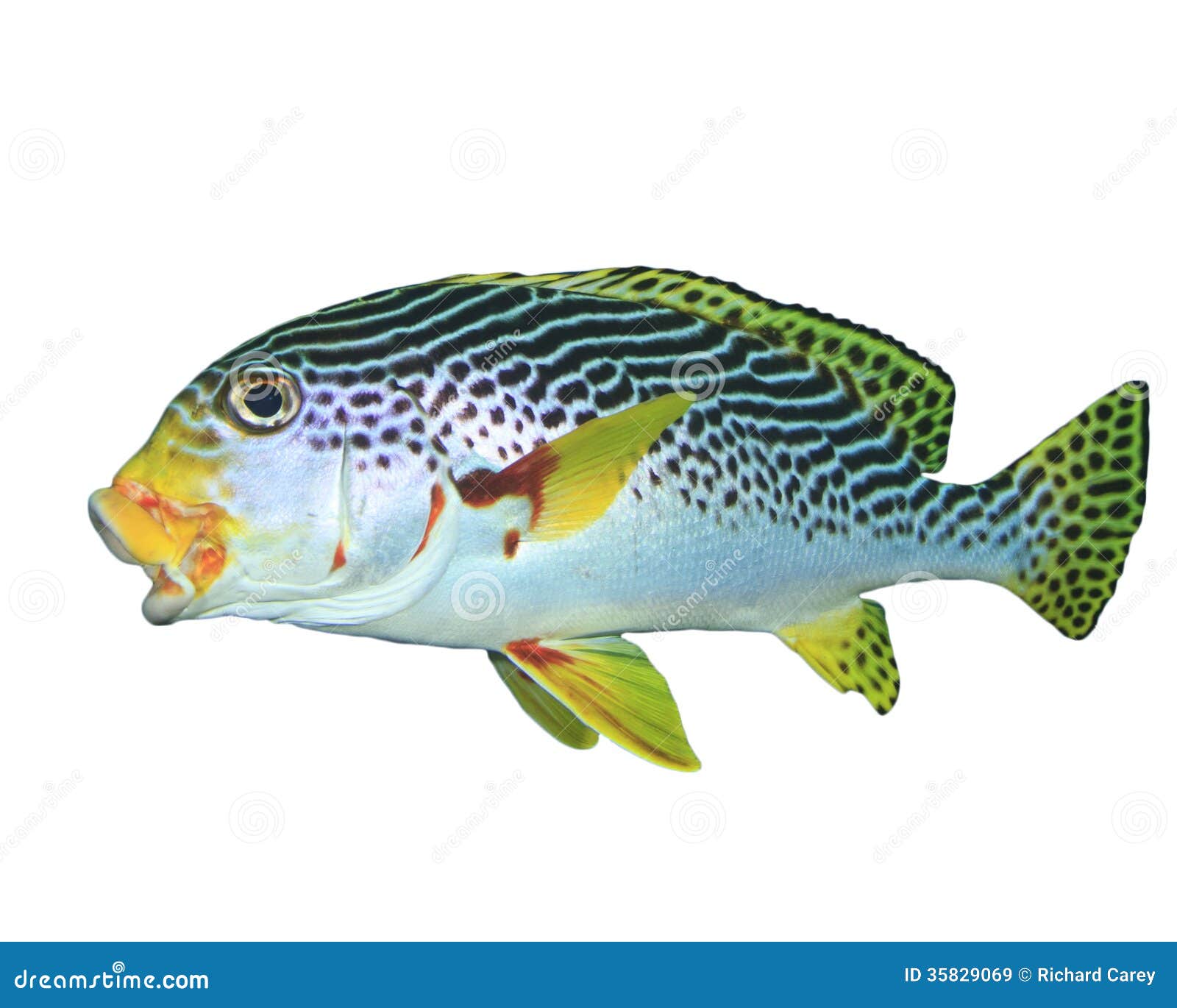 Oriental Sweetlips Fish Isolated on White Stock Image - Image of ...