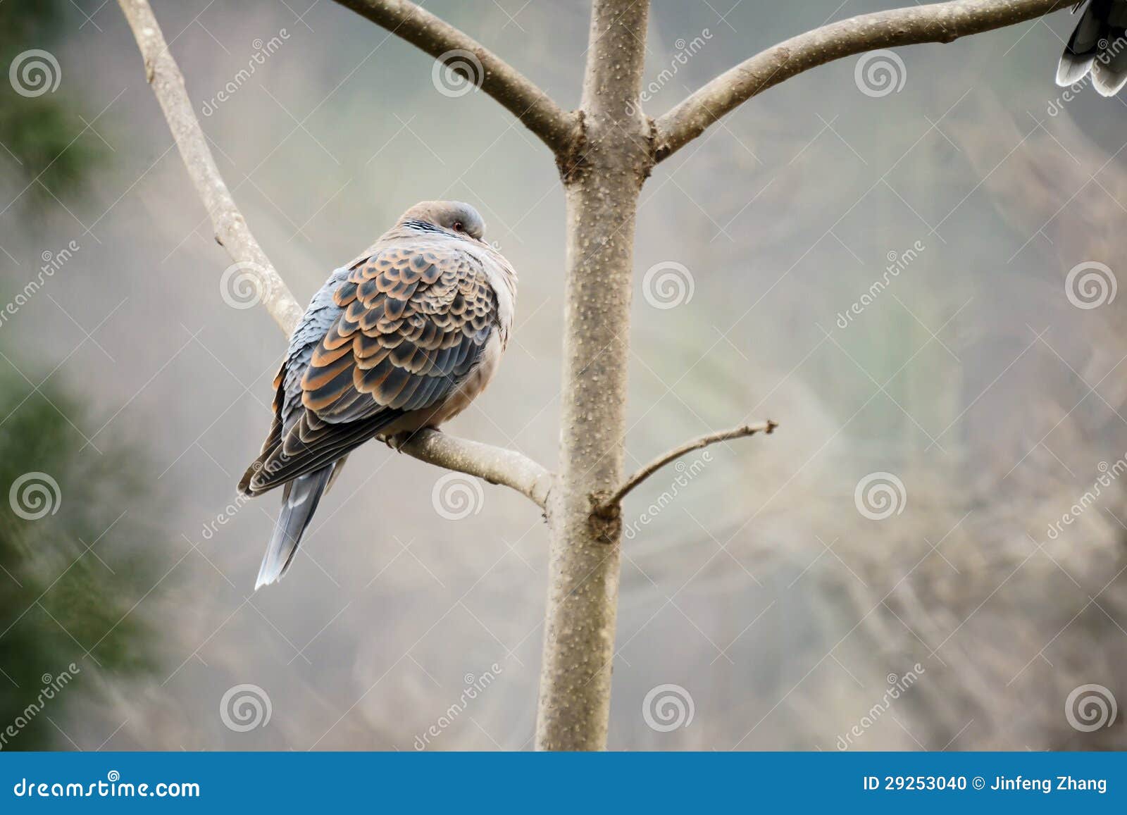 Oriental Turtle Dove stock photo. Image of chinese, asian - 29253040