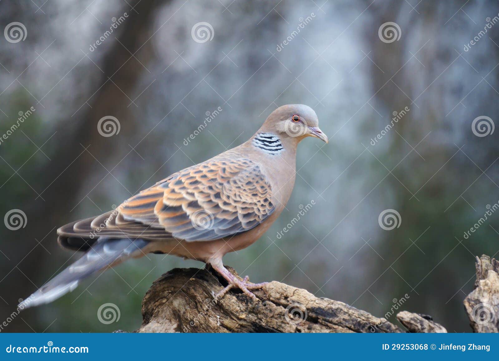 Oriental Turtle Dove Stock Photography | CartoonDealer.com #29253068