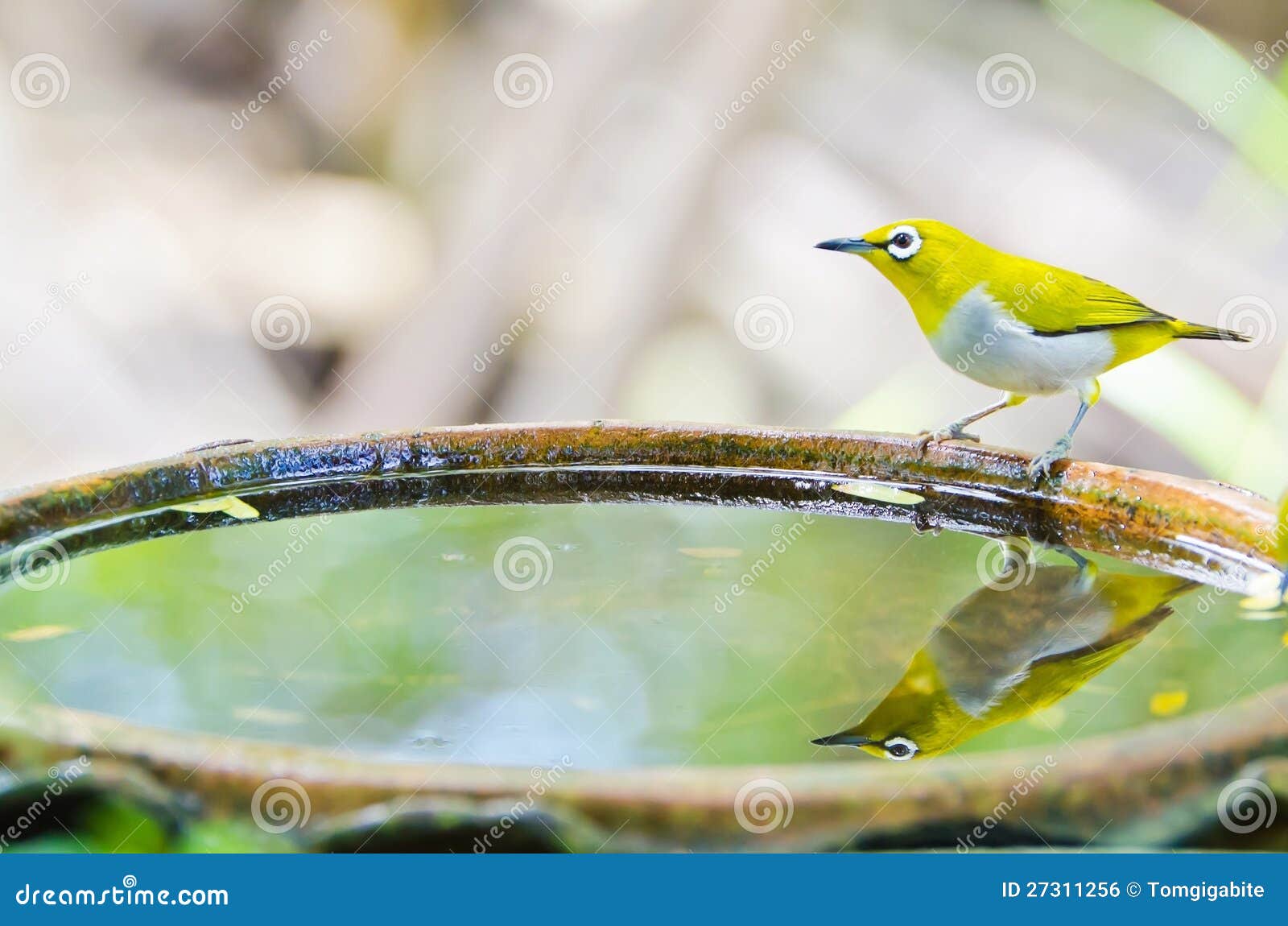 Oriental White-eye Bird (Zosterops Palpebrosus) Stock Photo - Image of ...