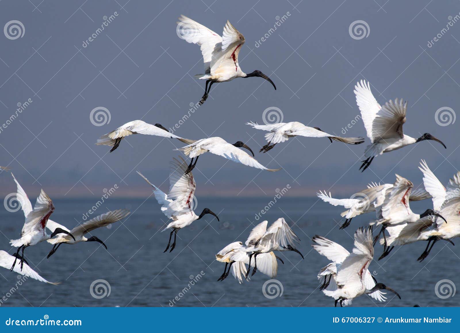 Oriental white ibis stock image. Image of ecology, heron - 67006327