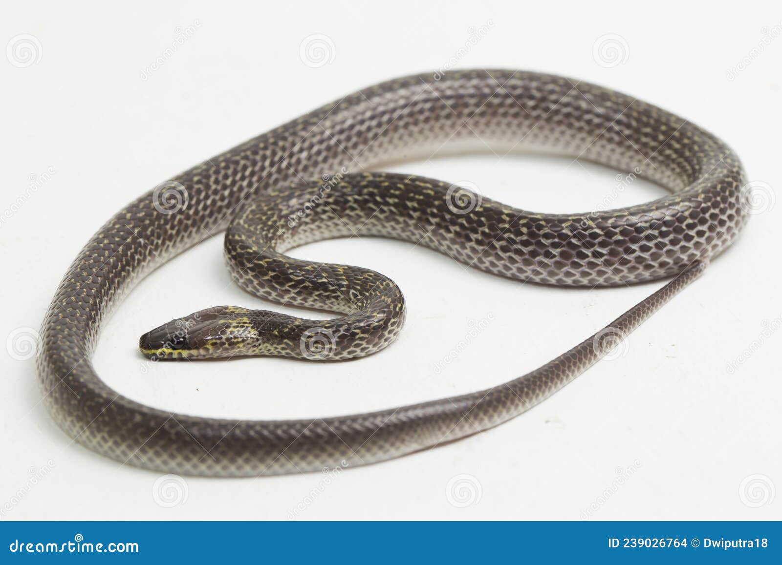 Oriental Wolf Snake Lycodon Capucinus on White Background Stock Photo ...