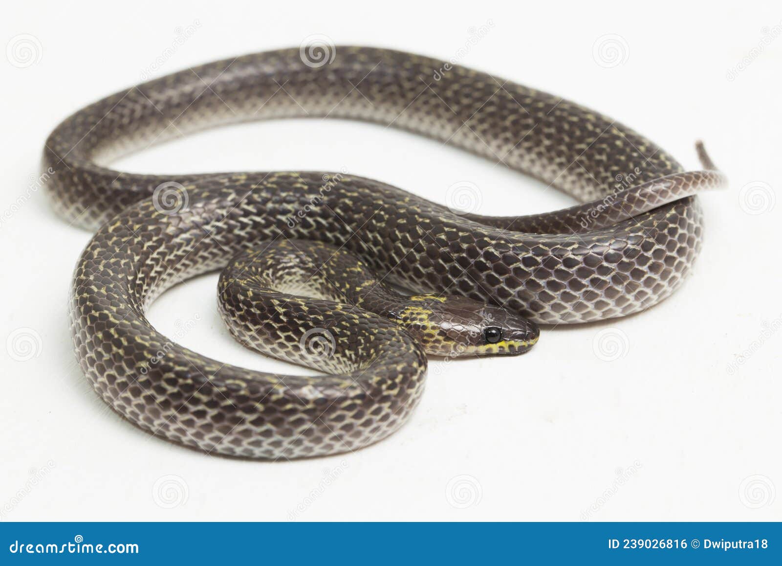 Oriental Wolf Snake Lycodon Capucinus on White Background Stock Photo ...
