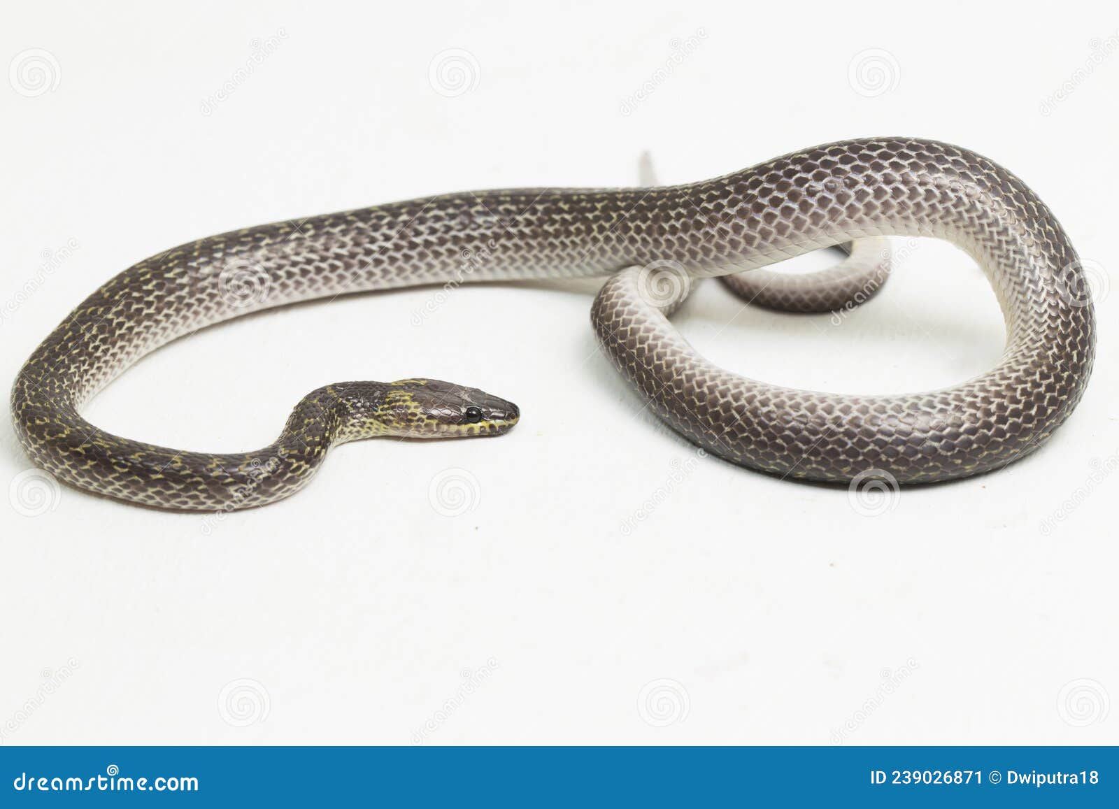 Oriental Wolf Snake Lycodon Capucinus on White Background Stock Image ...