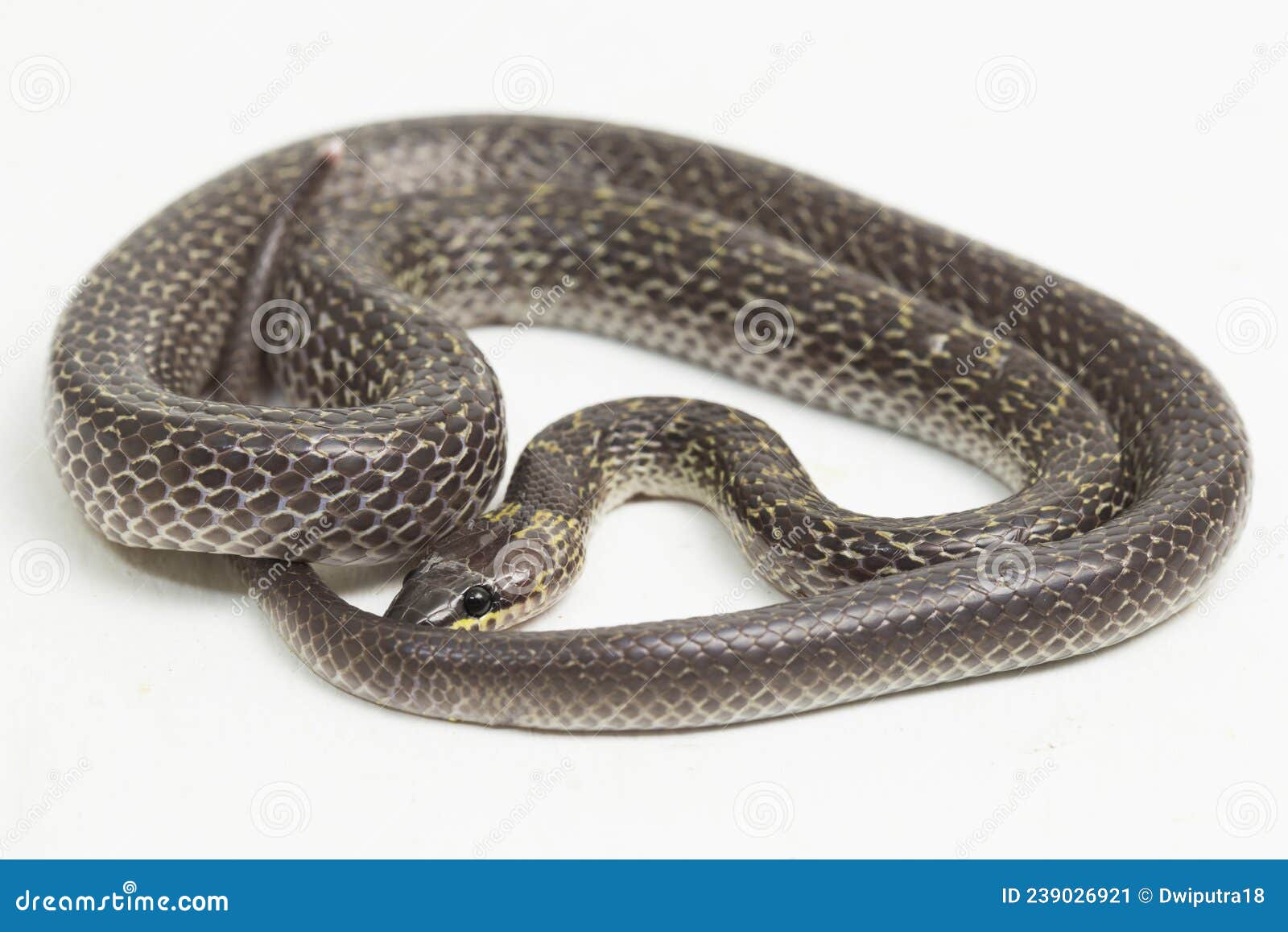 Oriental Wolf Snake Lycodon Capucinus on White Background Stock Image ...
