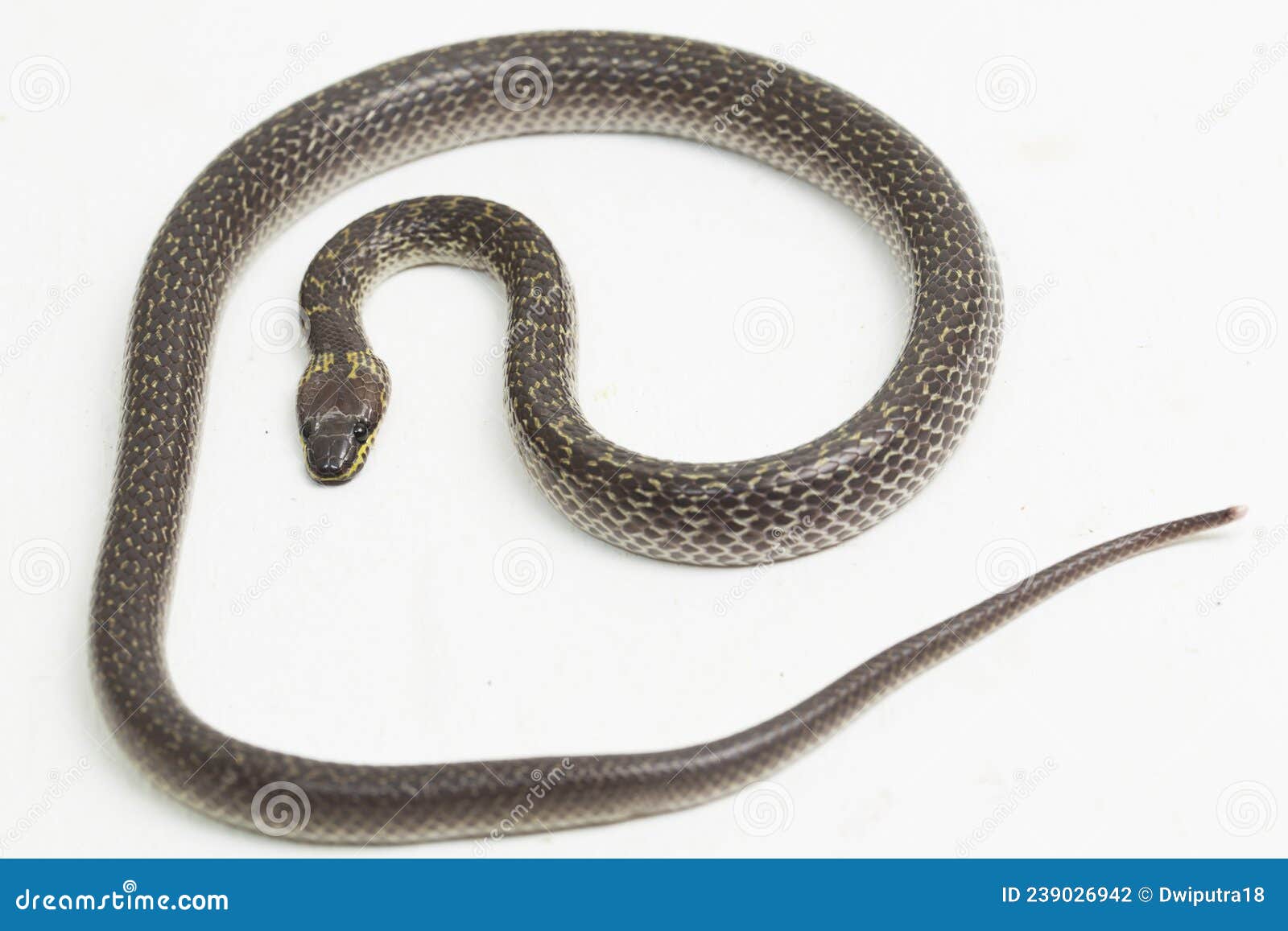 Oriental Wolf Snake Lycodon Capucinus on White Background Stock Photo ...