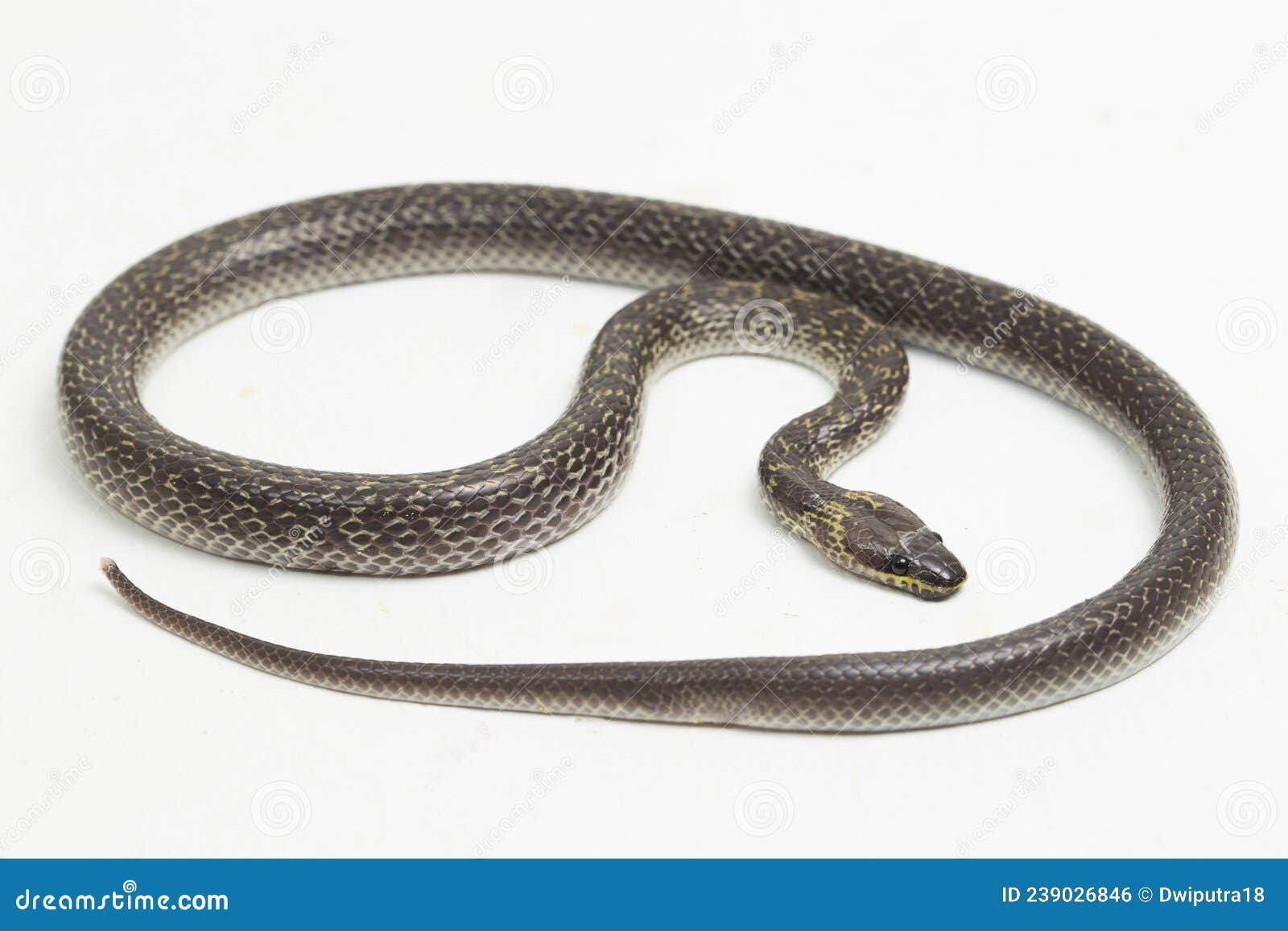 Oriental Wolf Snake Lycodon Capucinus on White Background Stock Photo ...