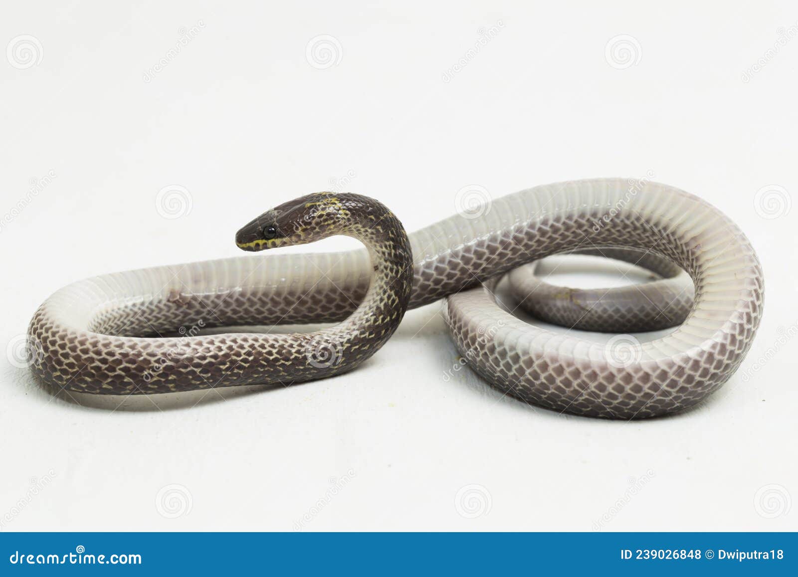 Oriental Wolf Snake Lycodon Capucinus on White Background Stock Photo ...