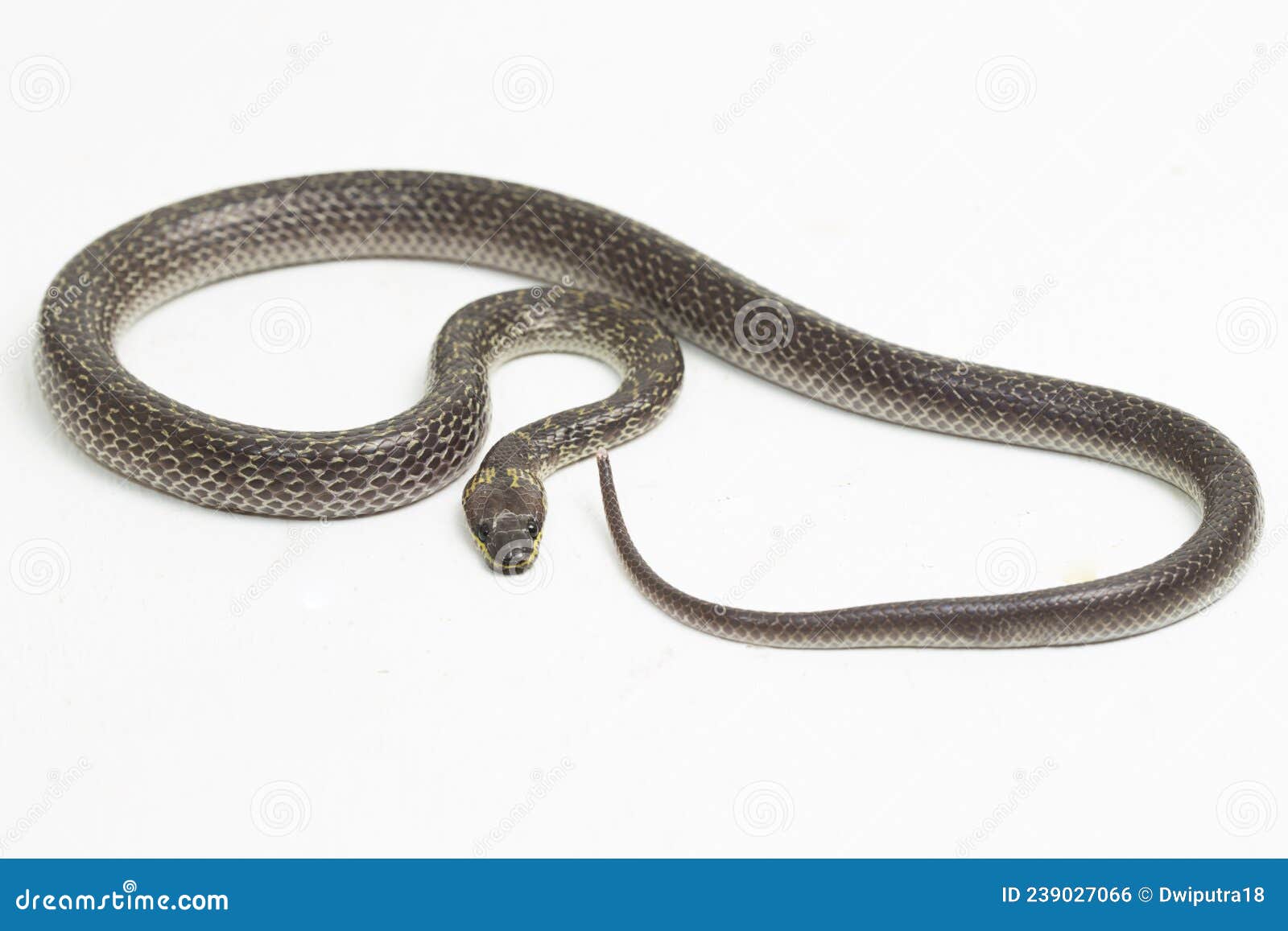 Oriental Wolf Snake Lycodon Capucinus on White Background Stock Photo ...