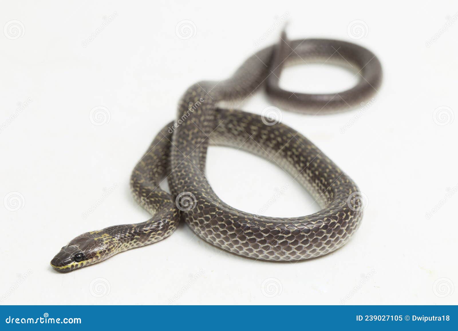 Oriental Wolf Snake Lycodon Capucinus on White Background Stock Image ...