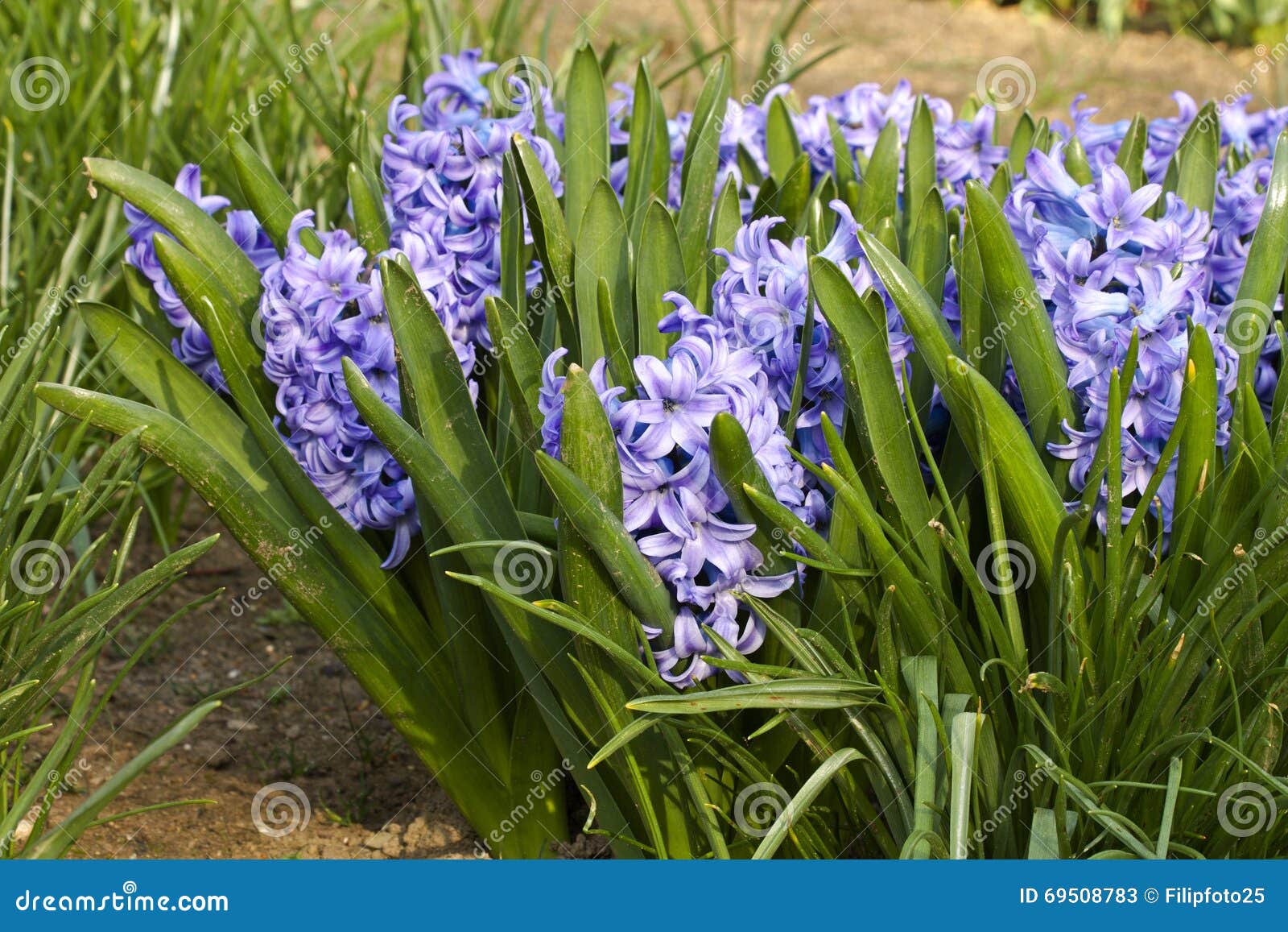 Orientalis Pourpres De Hyacinthus De Jacinthe Image stock - Image du ...