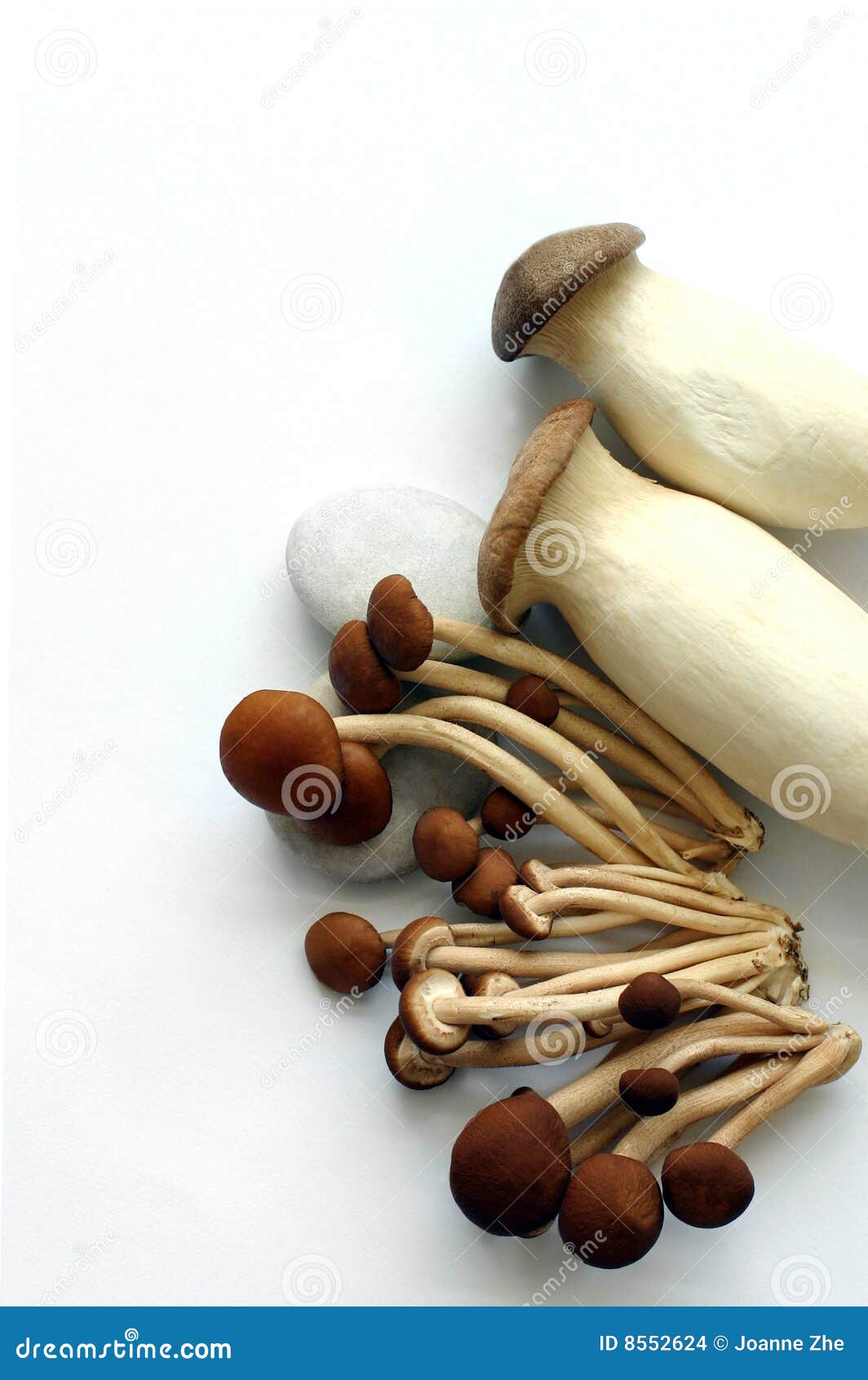 Orientalisk champinjon arkivfoto. Bild av champinjoner - 8552624