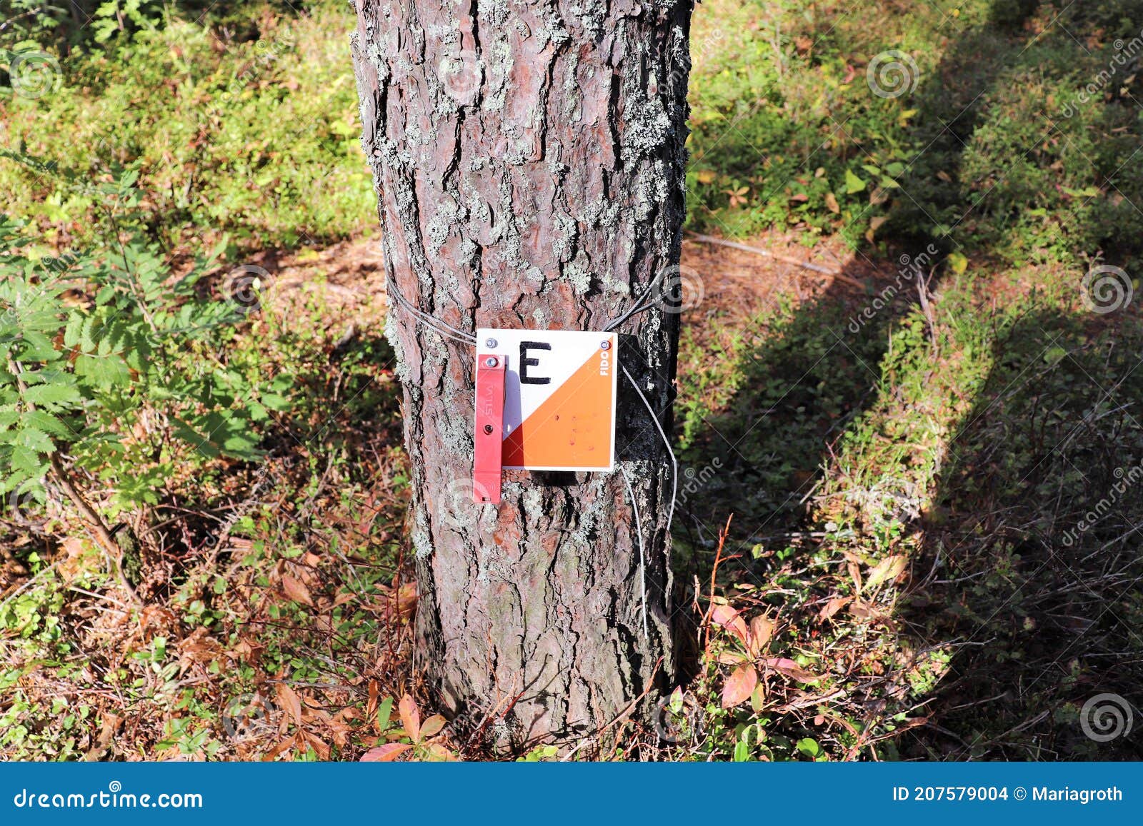 Checkpoint for Orientation in the Forest Editorial Stock Image - Image ...