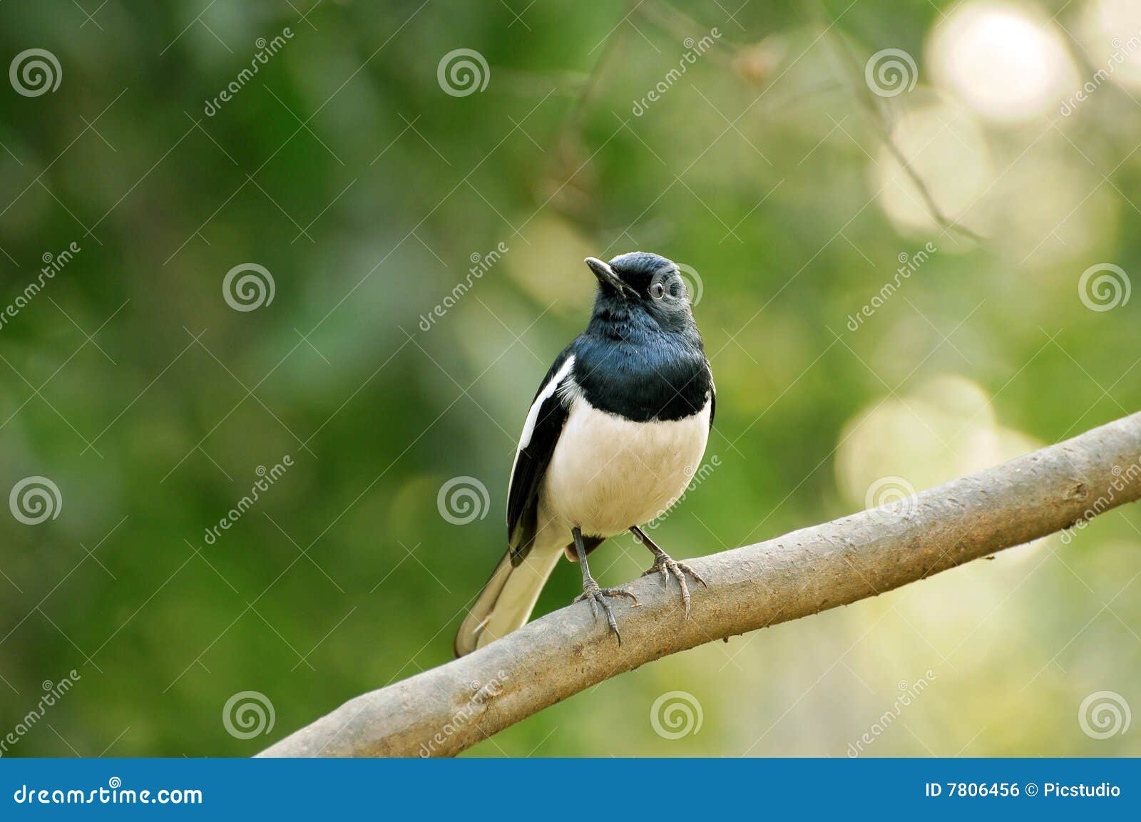 Orientel magpie robin stock photo. Image of magpie, asia - 7806456