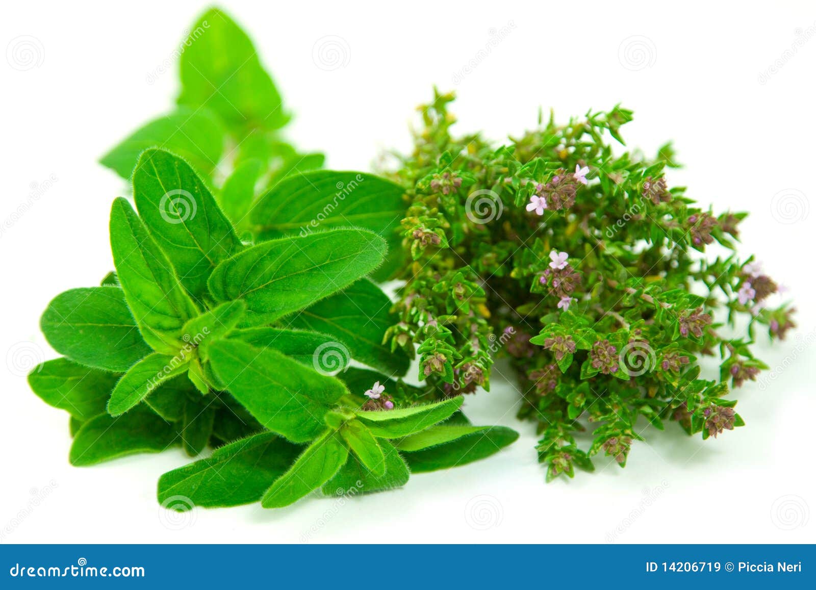 Origan Et Thym Frais Sur Le Blanc Image stock - Image du fleurs, origan ...