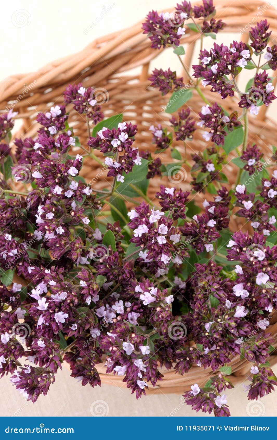 Origan (Origanum vulgare) stock image. Image of freshness - 11935071