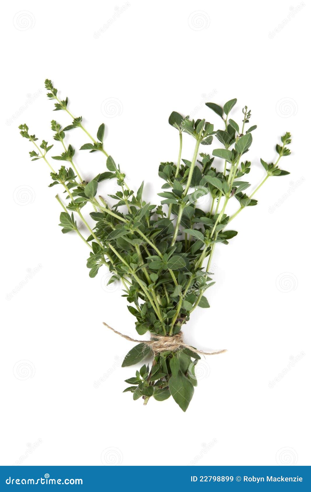 Origano immagine stock. Immagine di ingrediente, sfondo - 22798899