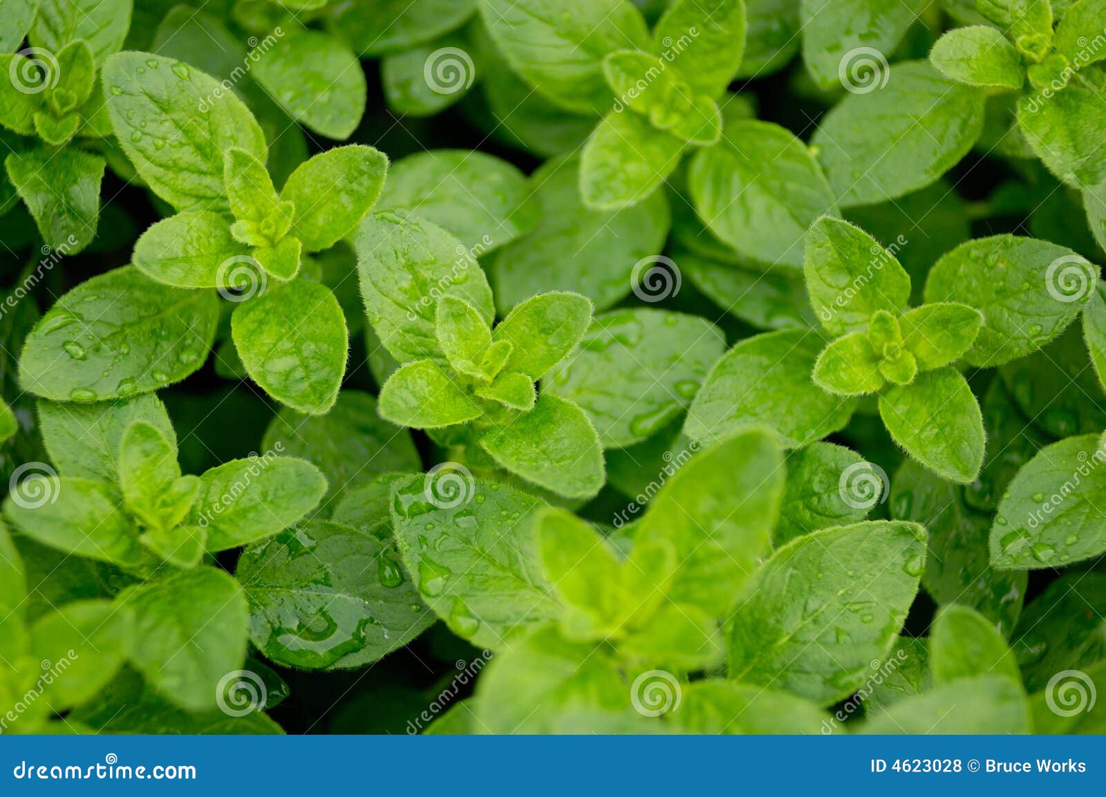 Origano fotografia stock. Immagine di erba, giardino, fogli - 4623028