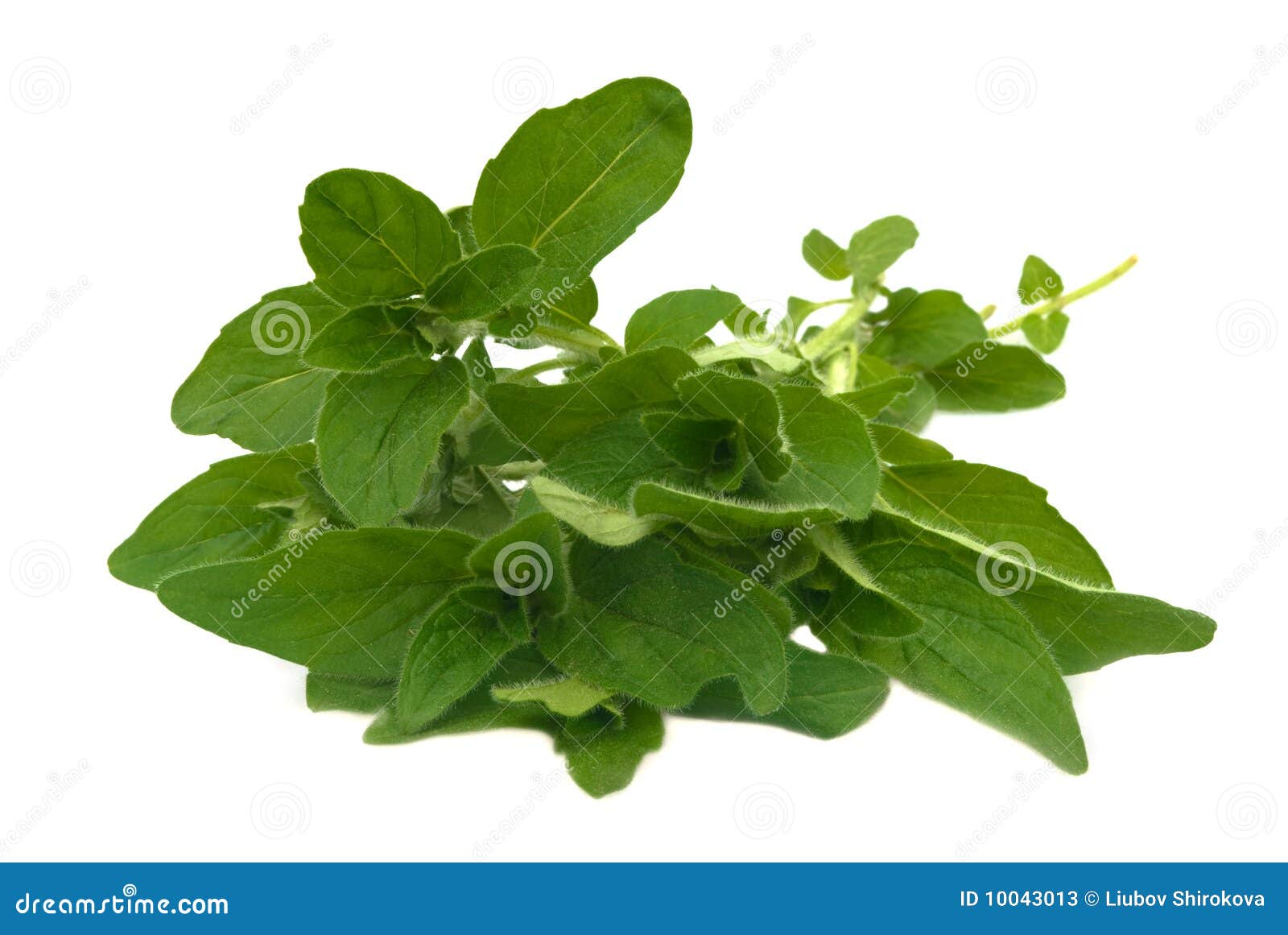 Origano fresco immagine stock. Immagine di acceso, giardinaggio - 10043013