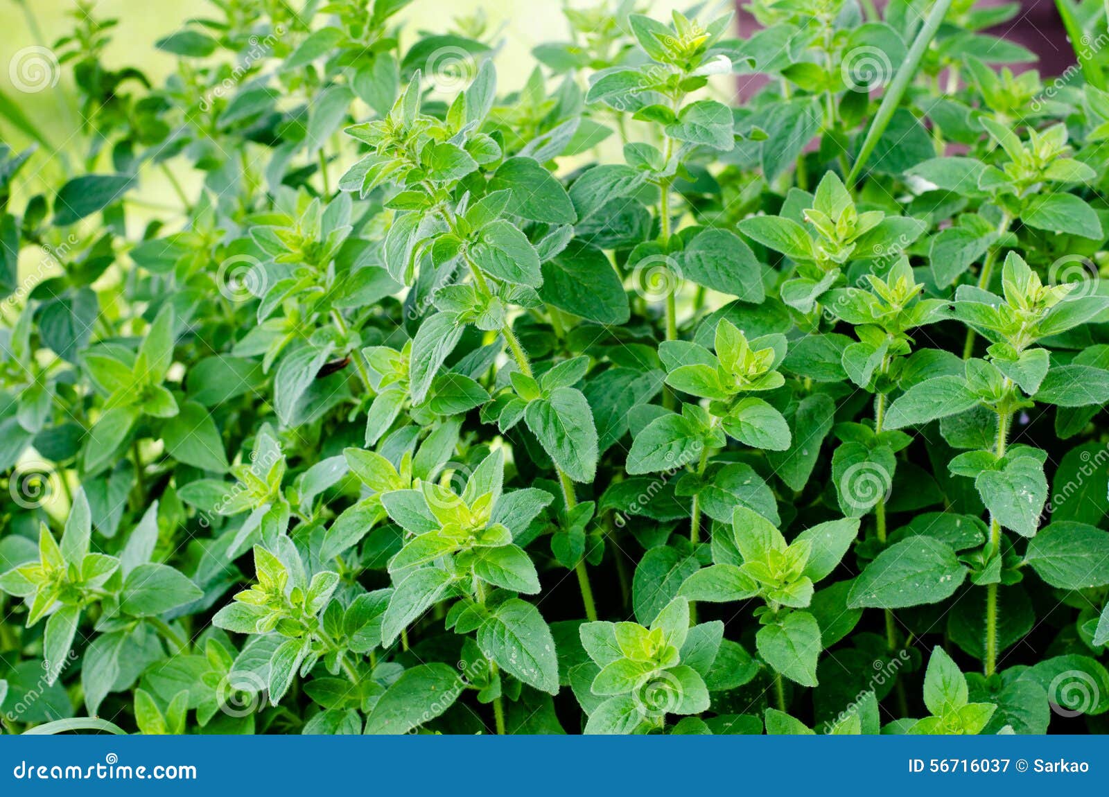 Origano fresco immagine stock. Immagine di foglio, erbe - 56716037