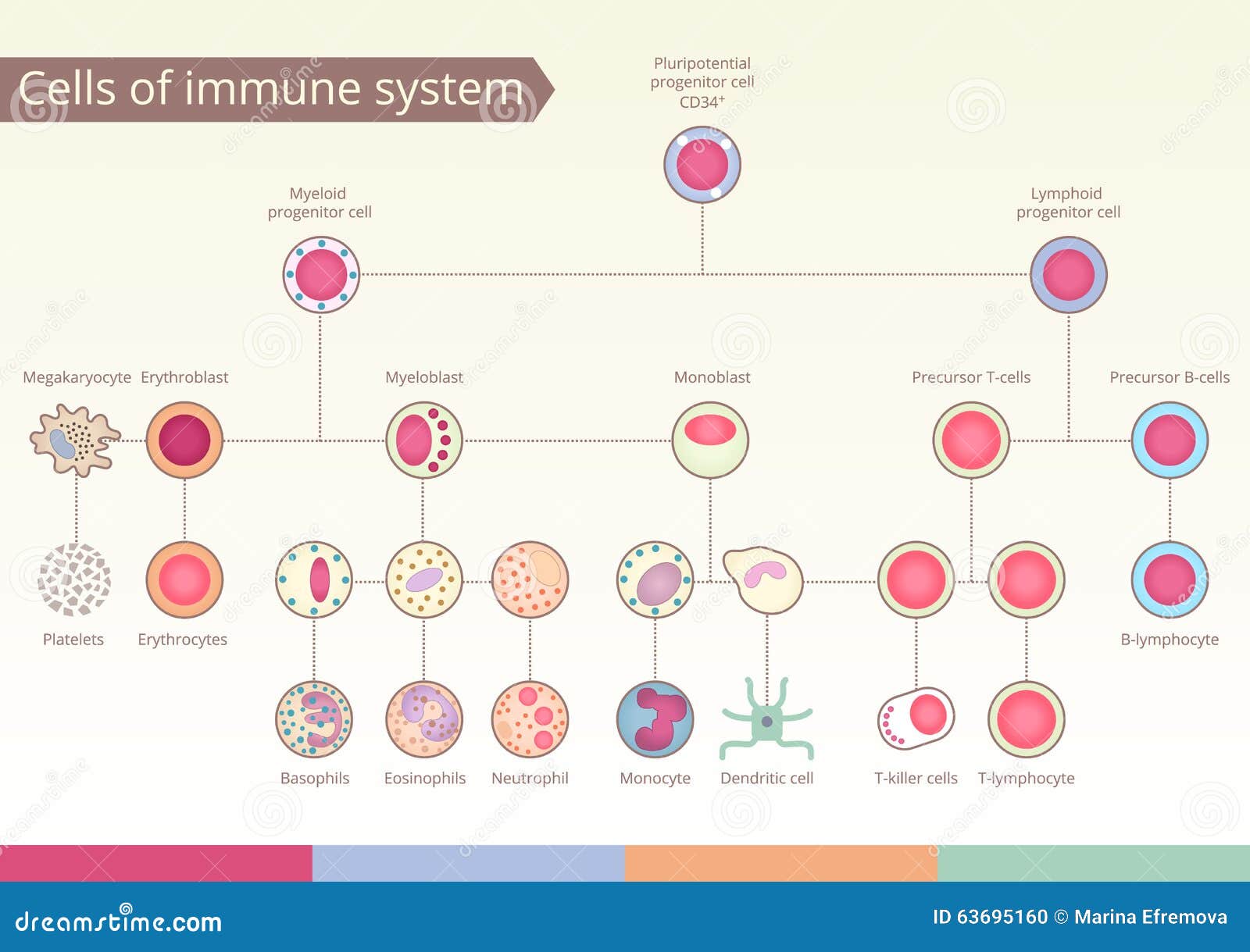 Origen De Células Del Sistema Inmune Ilustración del Vector - Imagen ...
