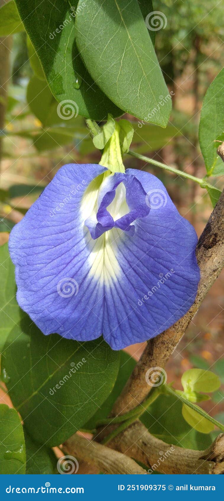 Origen De Color Azul Flor Natural Imagen de archivo - Imagen de flor ...