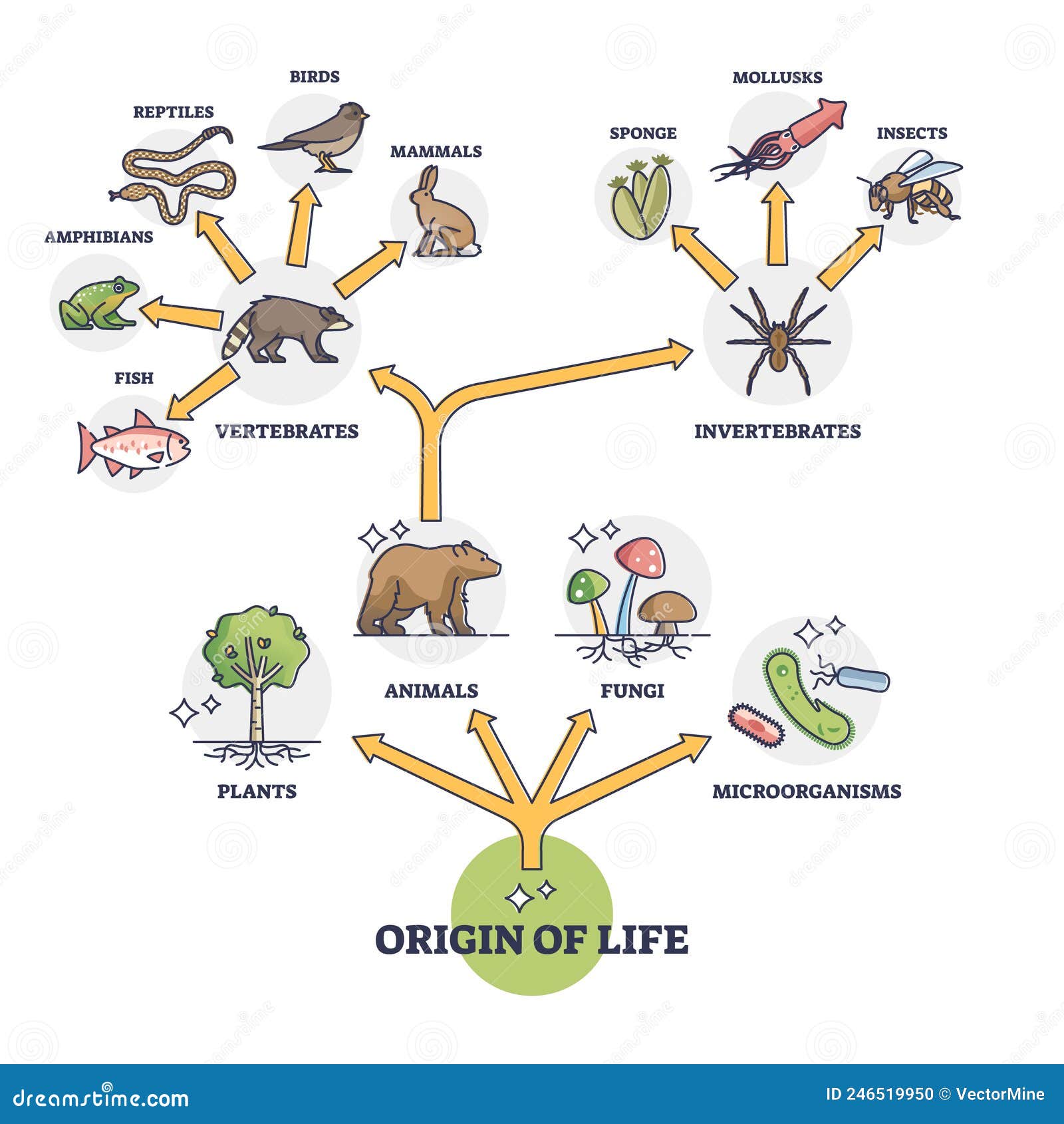 Species Variation. Images Depict The Diversity Of Mutations Across ...