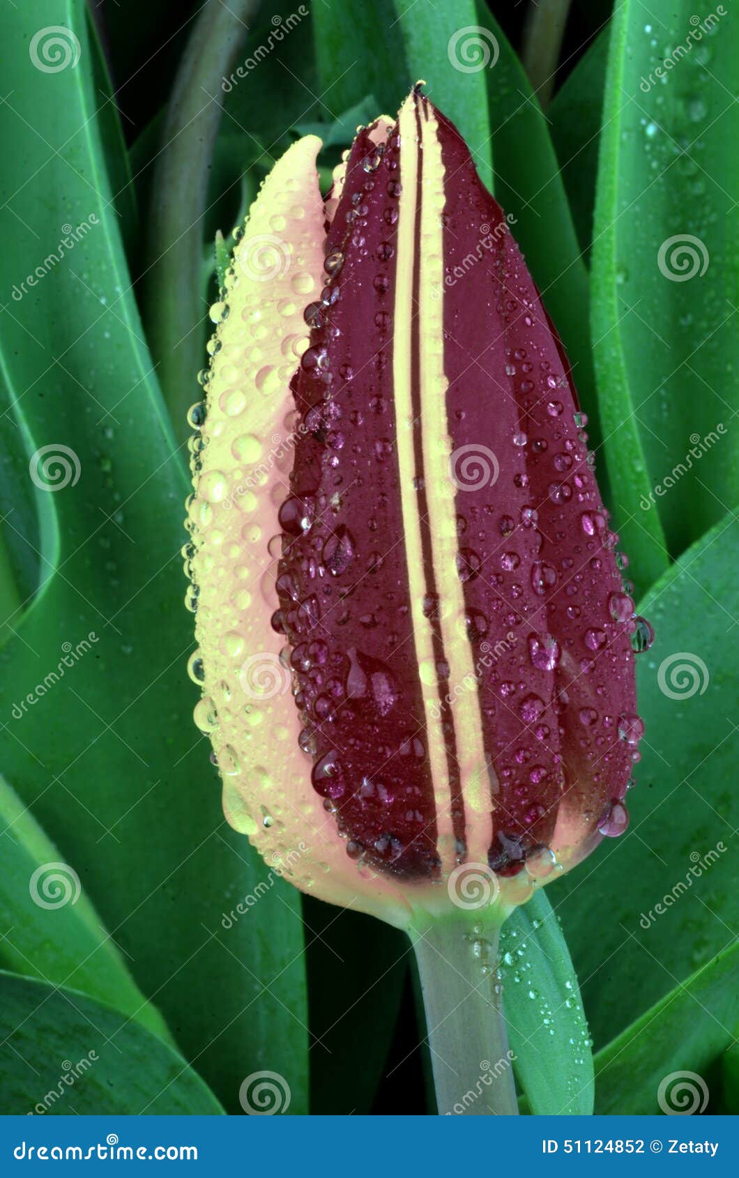 Origin two color tulip stock photo. Image of fresh, colorful - 51124852