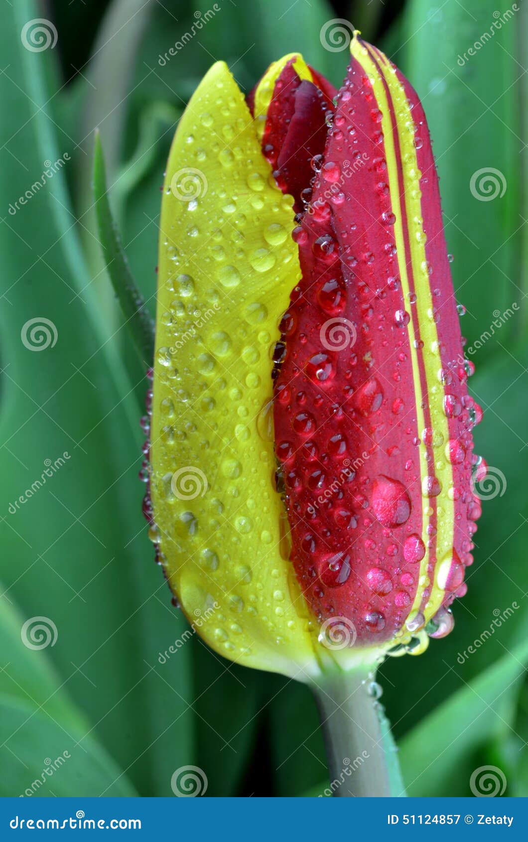 Origin two color tulip stock image. Image of garden, frame - 51124857