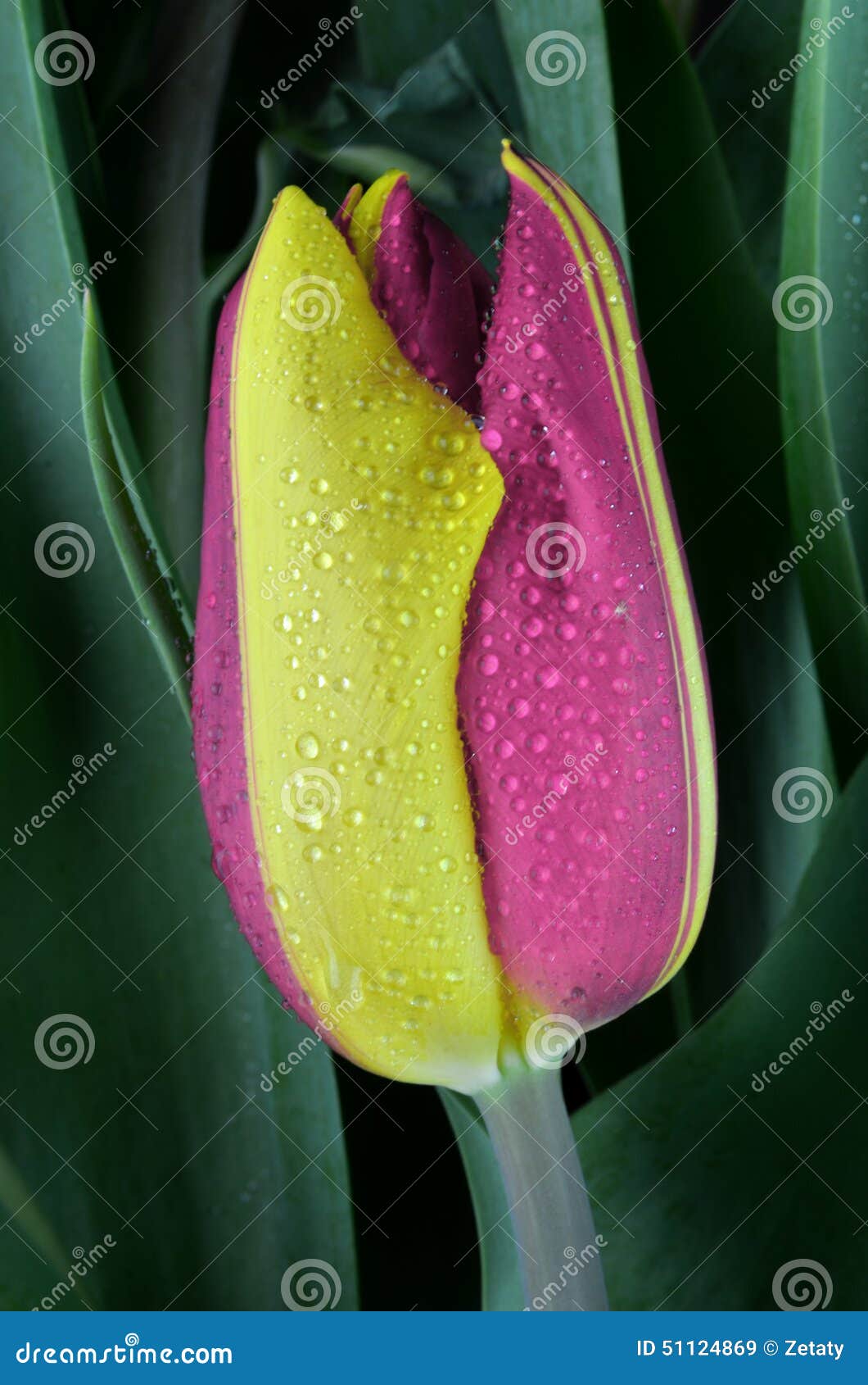 Origin two color tulip stock image. Image of bright, flora - 51124869