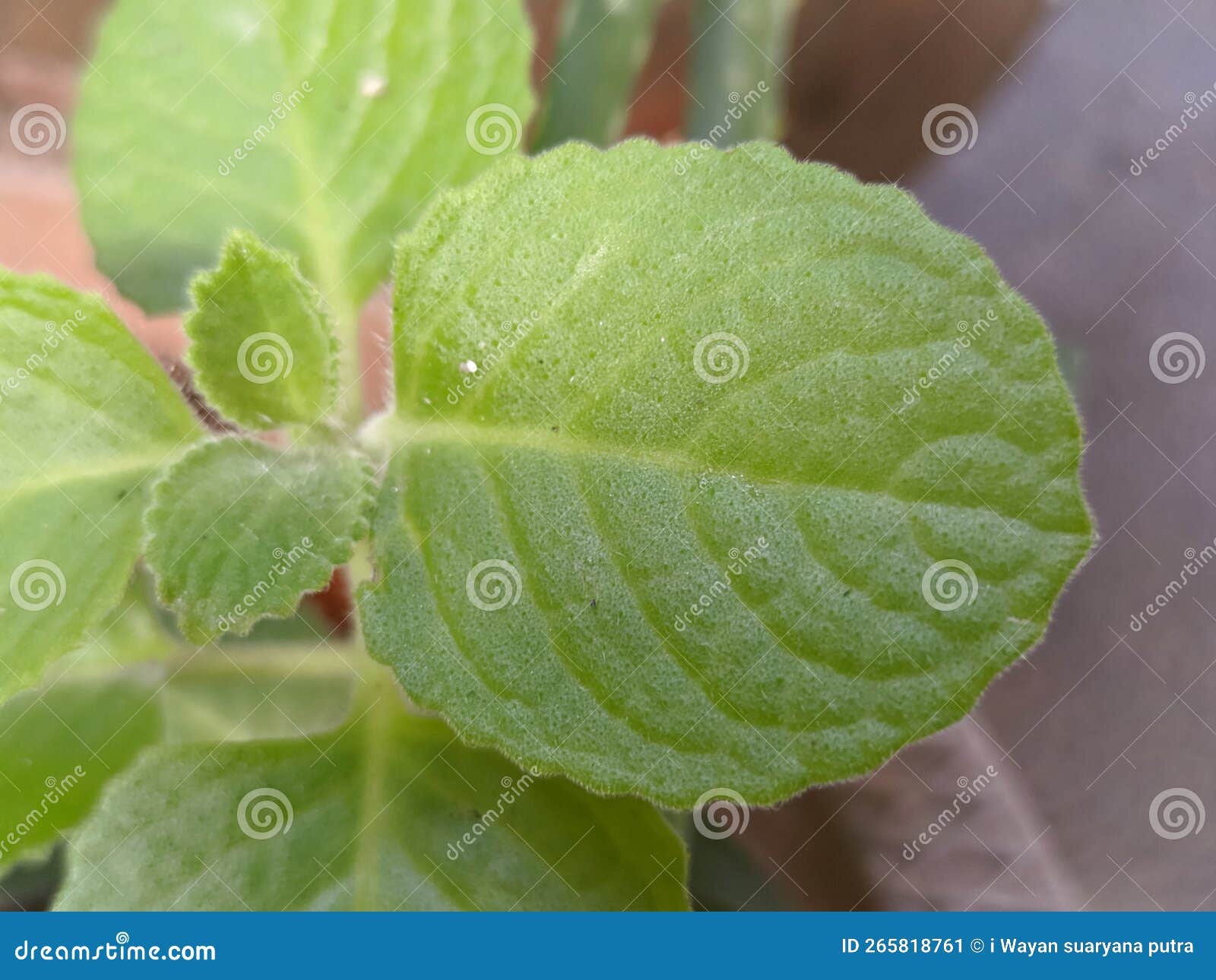 Origina Green Leaf of Herbal Tree Stock Image - Image of leaf, herbal ...