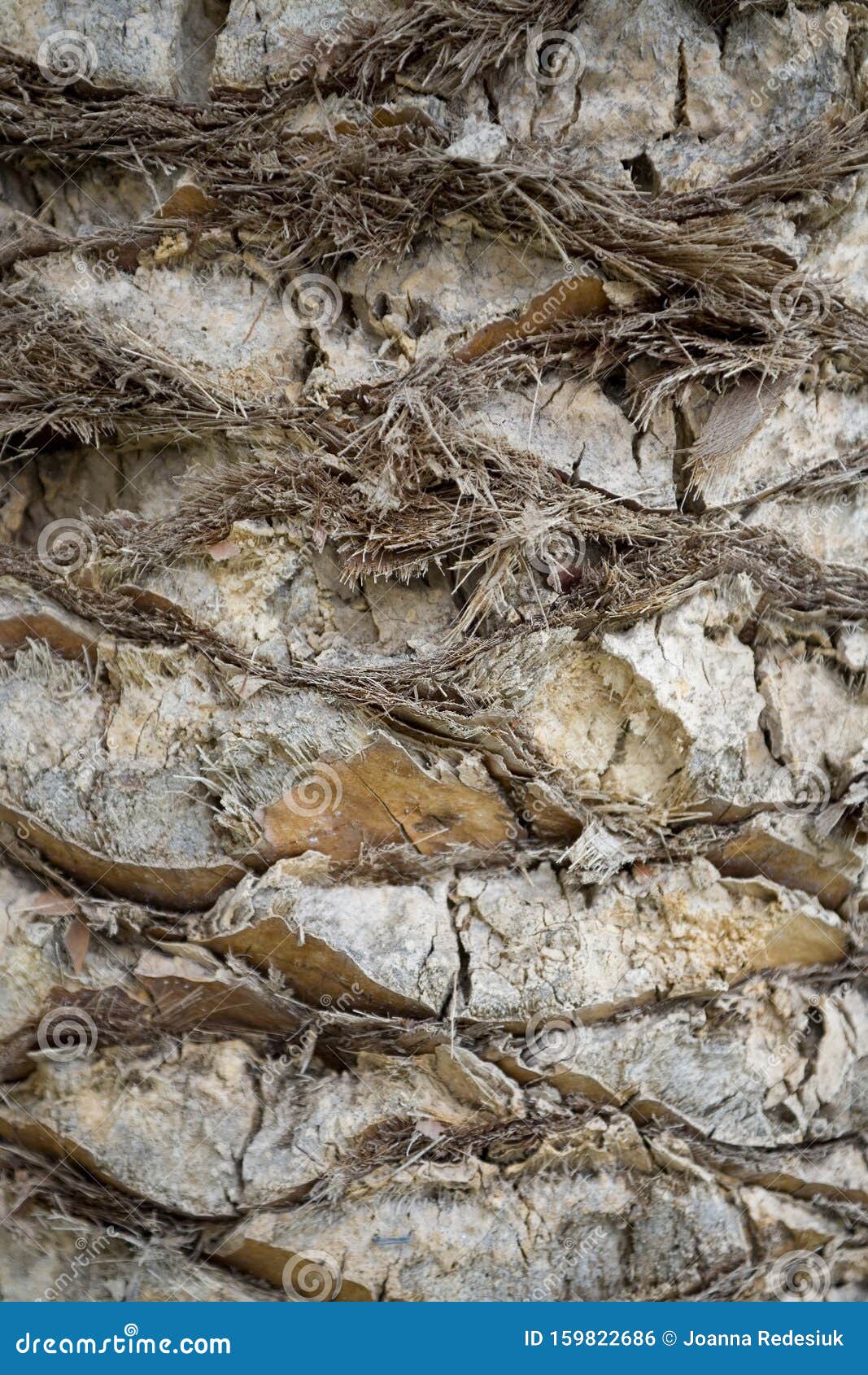 Original Background Tree Trunk of a Coconut Palm Date Close-up Texture ...
