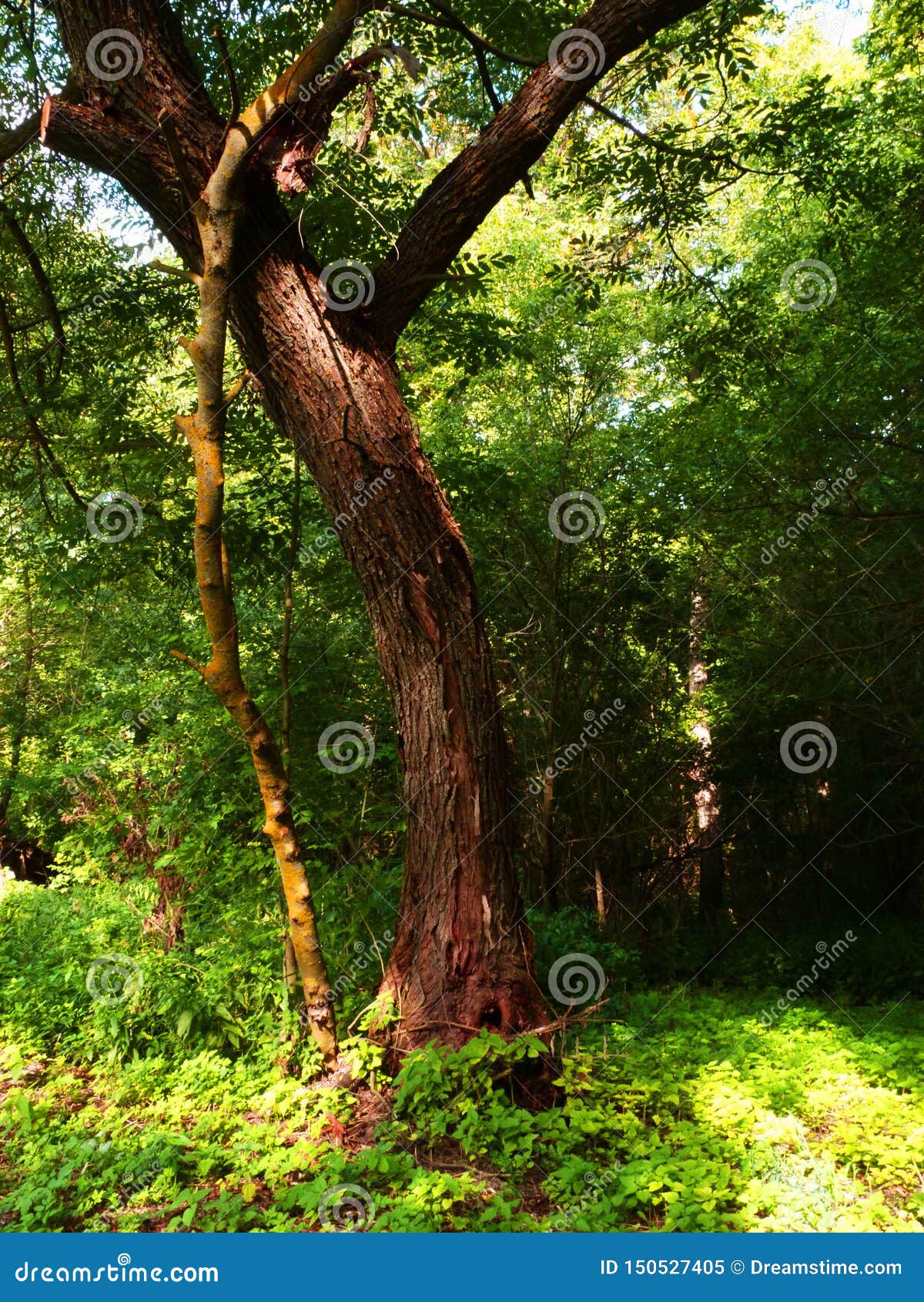 Original and Beautiful Tree. Leaning Tree in the Forest Stock Image ...