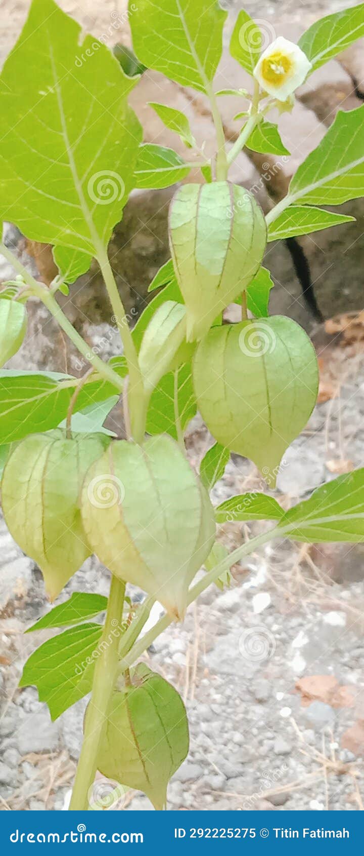 Original Berry from Java Island Indonesia Stock Image - Image of ...
