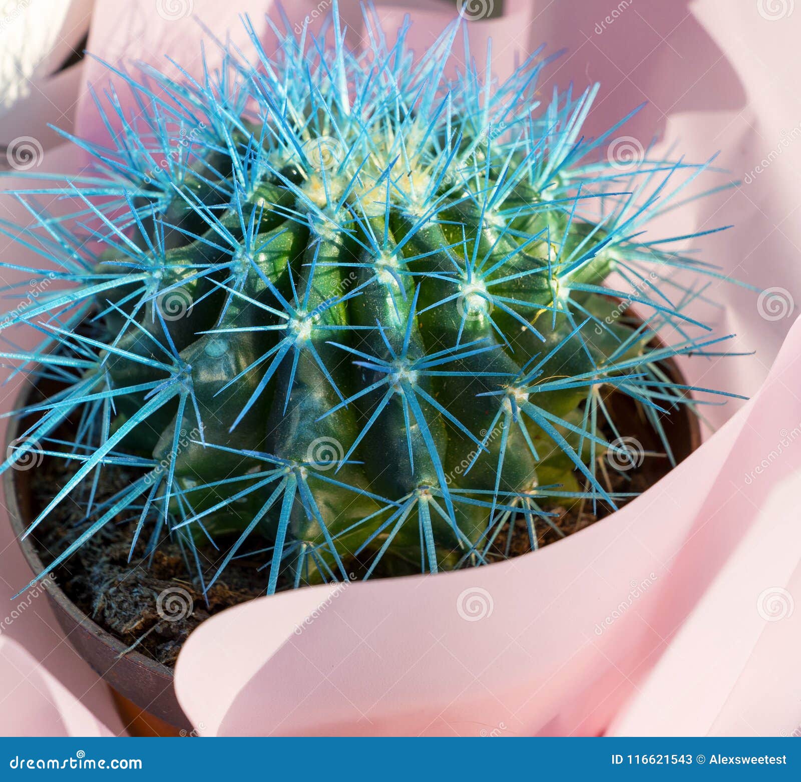 Blue cactus stock image. Image of autumn, harvesting - 116621543