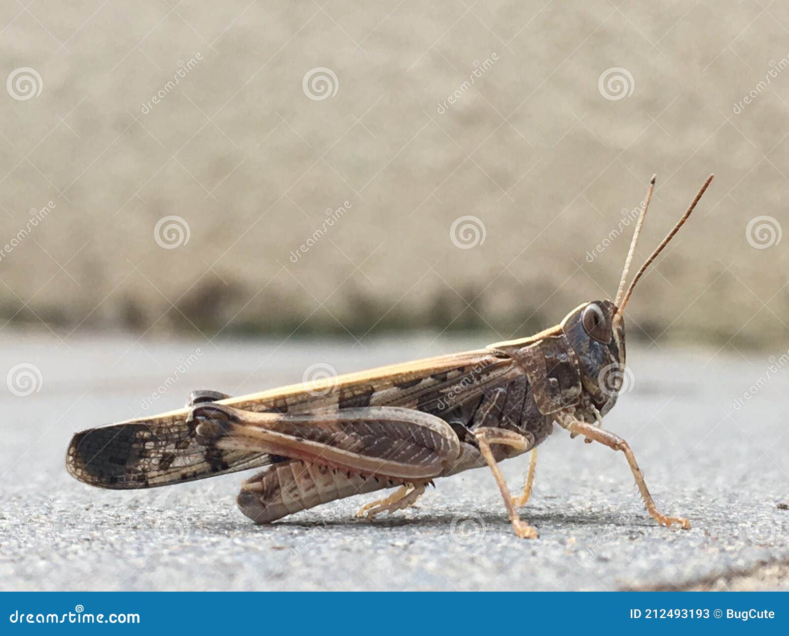 Original Bug Man stock image. Image of animal, insect - 212493193