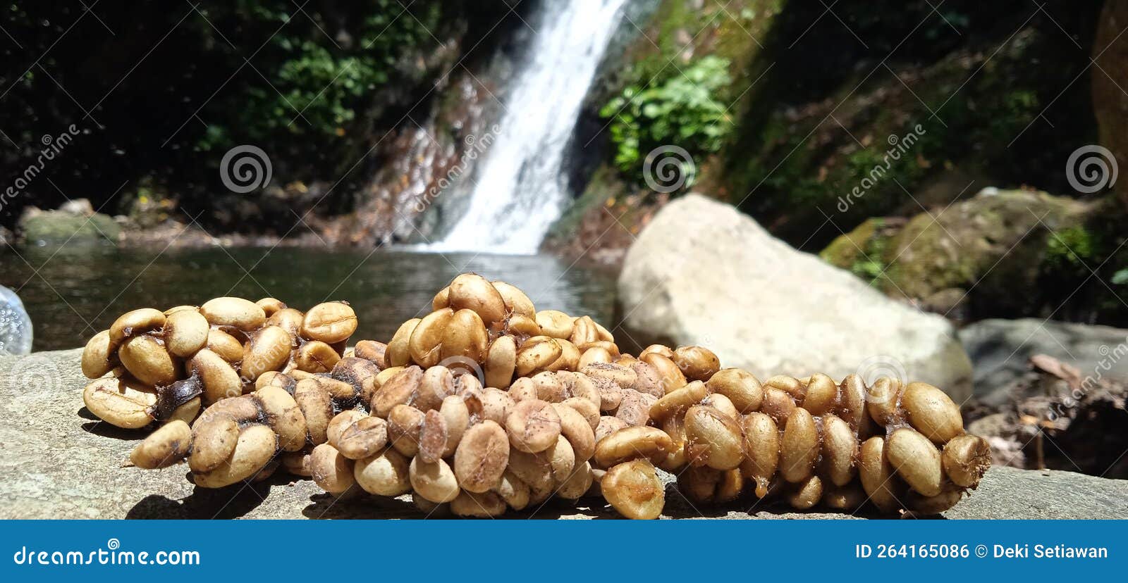 The original civet coffee stock photo. Image of original - 264165086