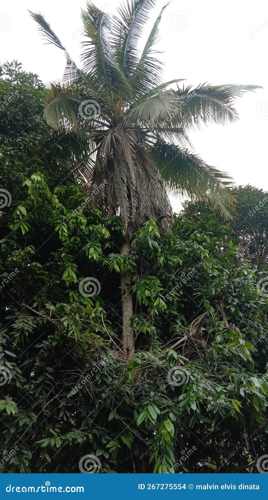 The Original Coconut Tree from Sumatra Oku Stock Photo - Image of ...